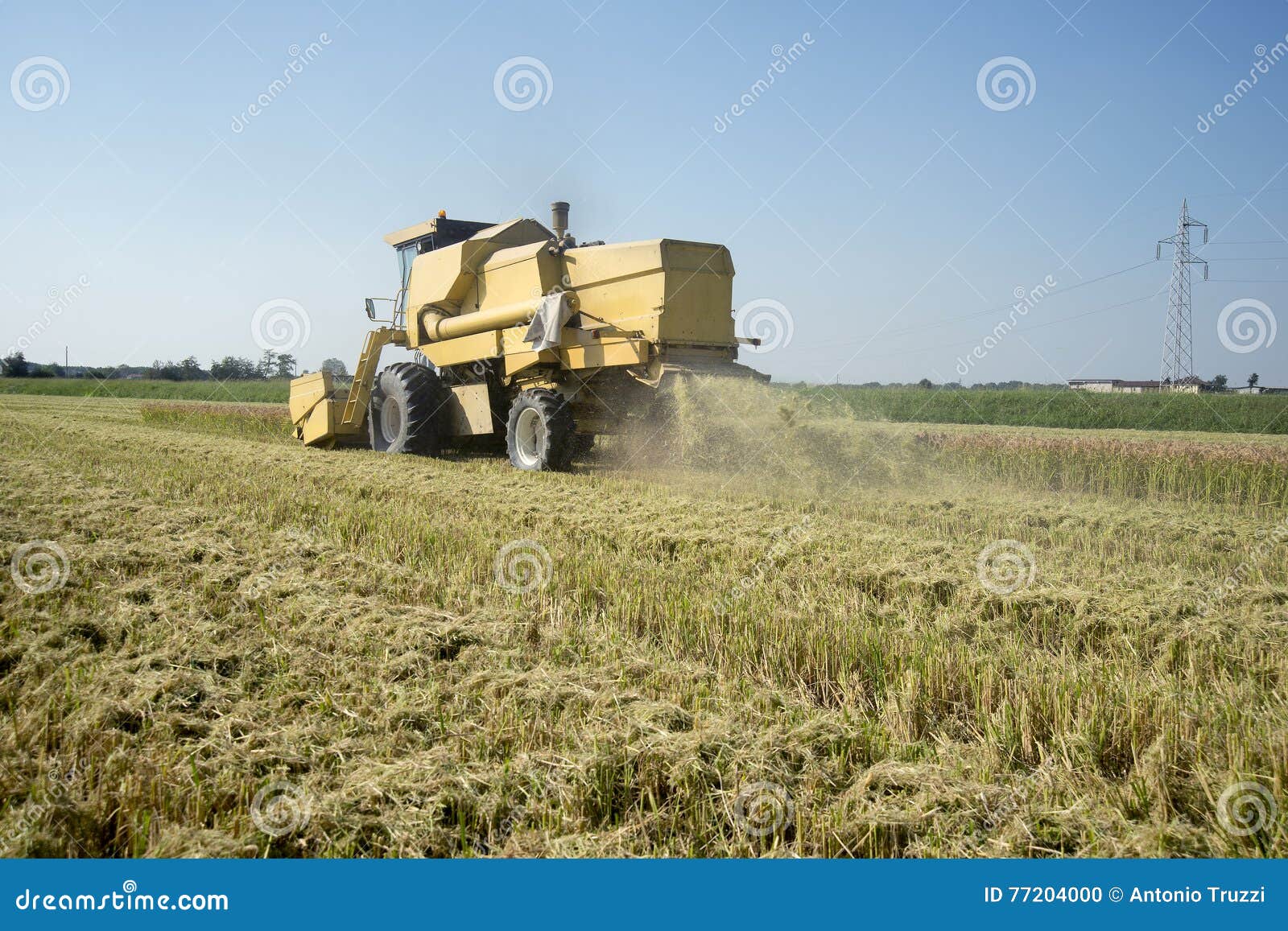 Riz De Moisson Et De Battage En Italie Photo stock - Image du ...