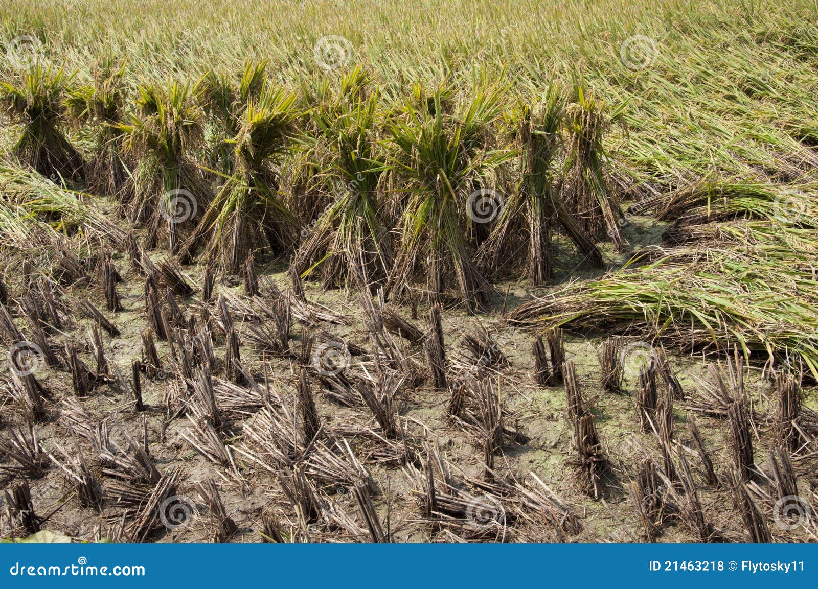 Riz et paille de riz photo stock. Image du vert, nourriture - 21463218