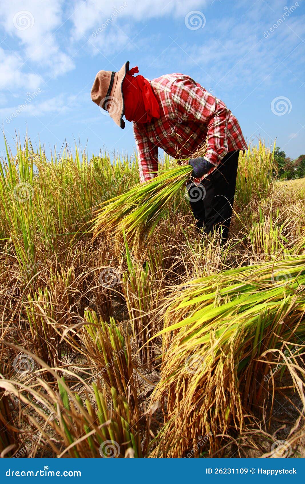 Riz havesting de fermier image stock. Image du fermier - 26231109