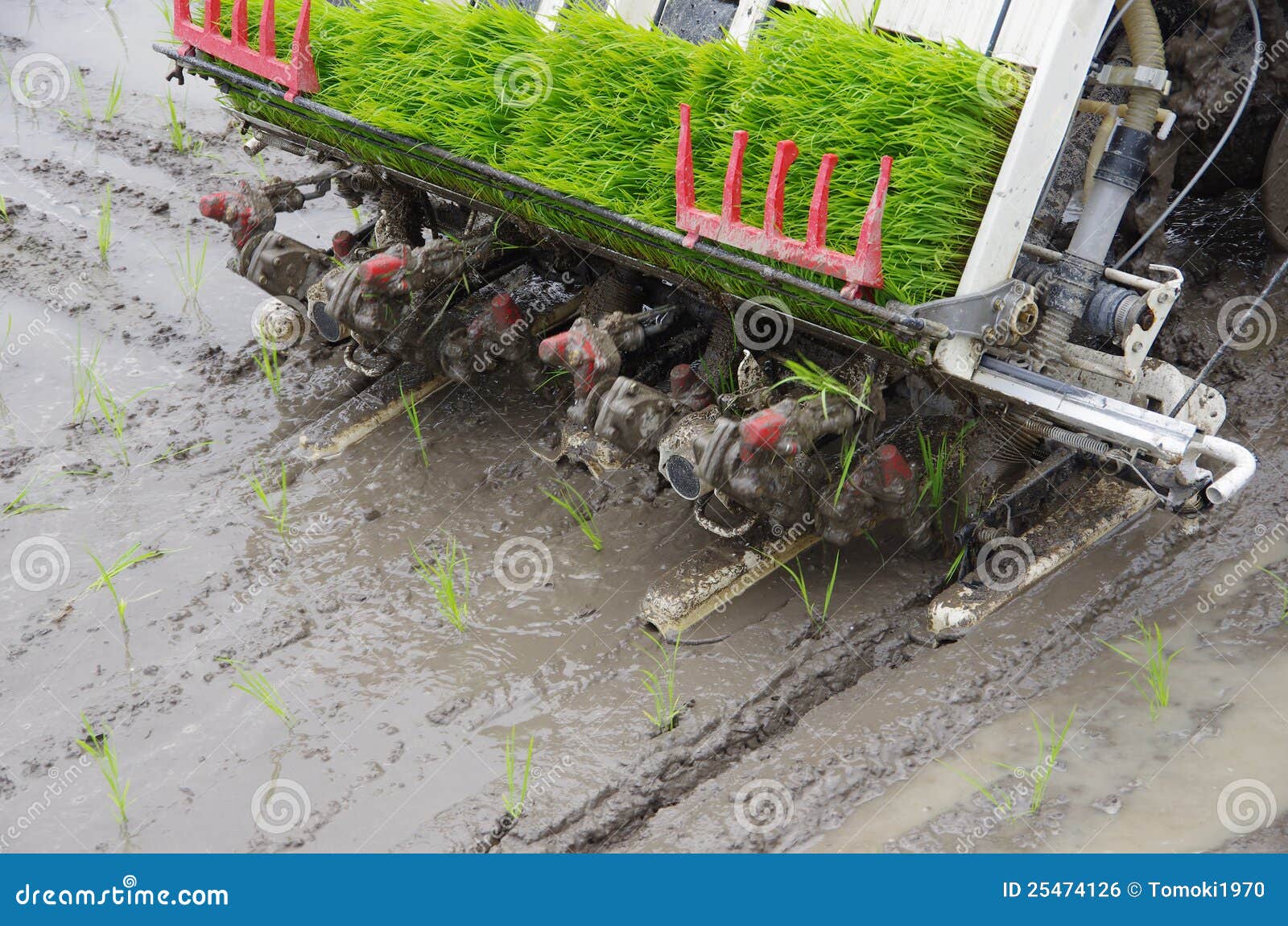 Riz Plantant Par La Machine Photo stock - Image of jeune, plantation ...