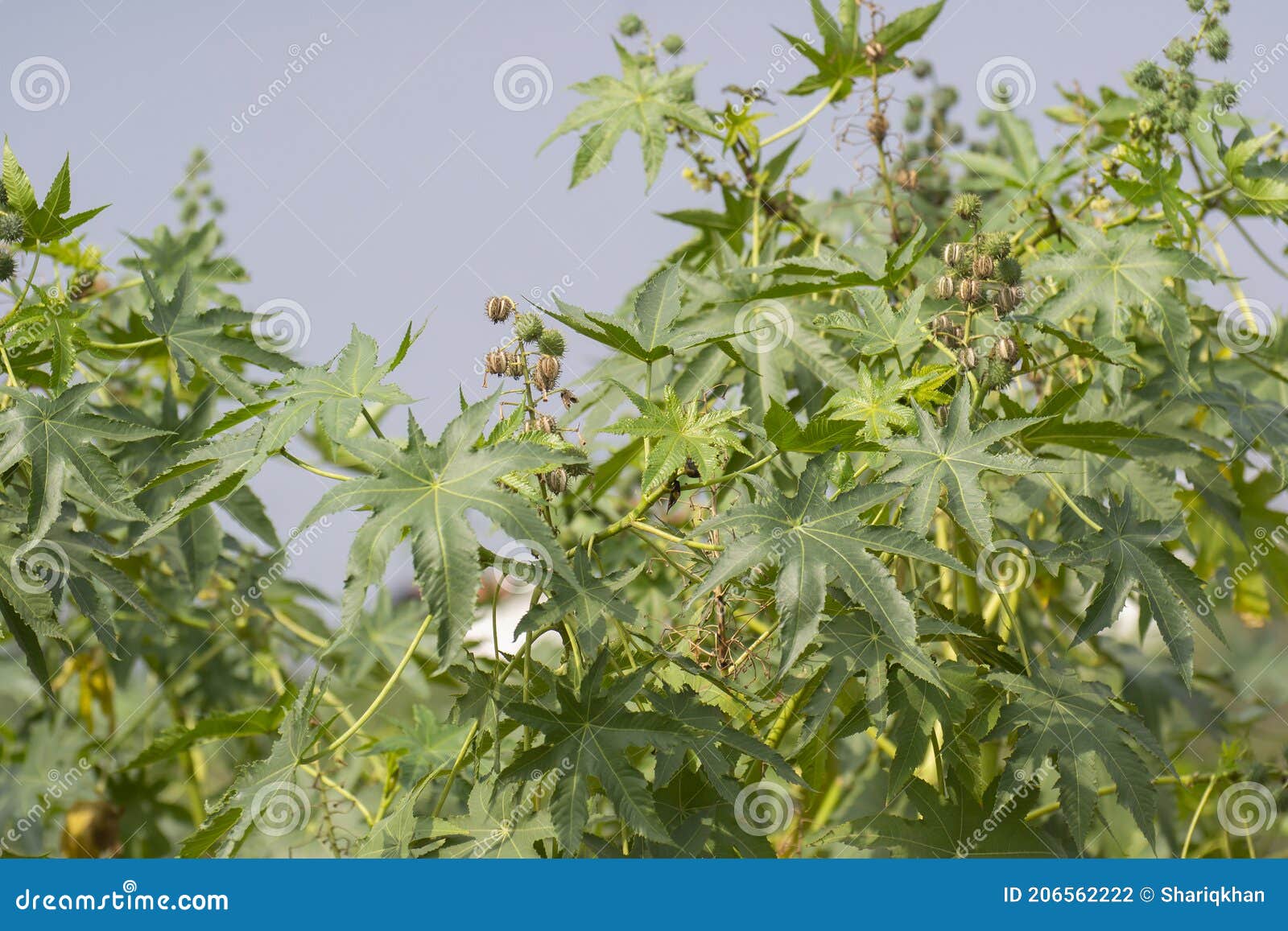 Rizinuspflanze Oder Rizinus Oder Wunderbaum Ricinus Communis Stockfoto ...
