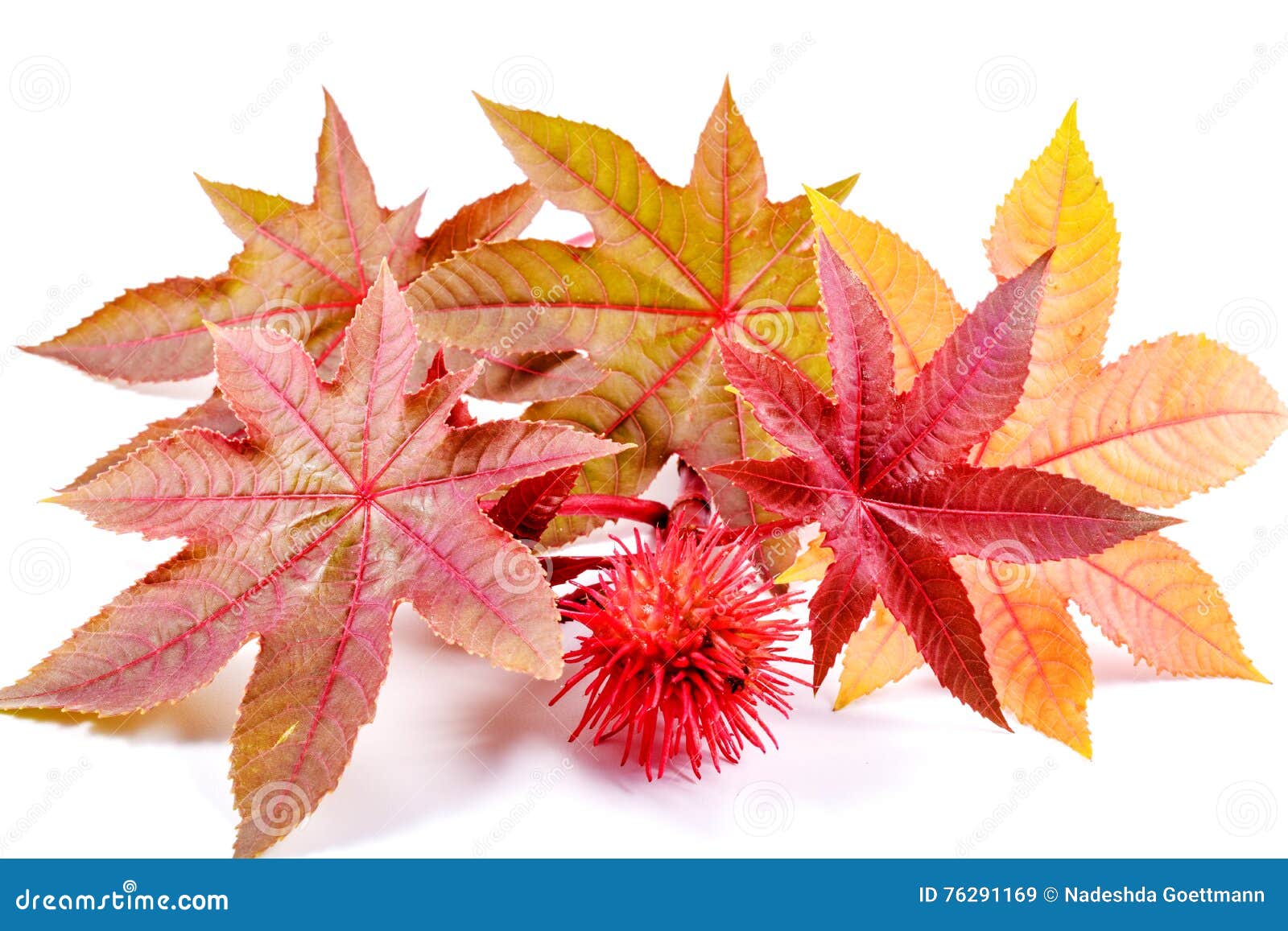 Rizinuspflanze Rizinus, Ricinus Communis Stockbild - Bild von ...