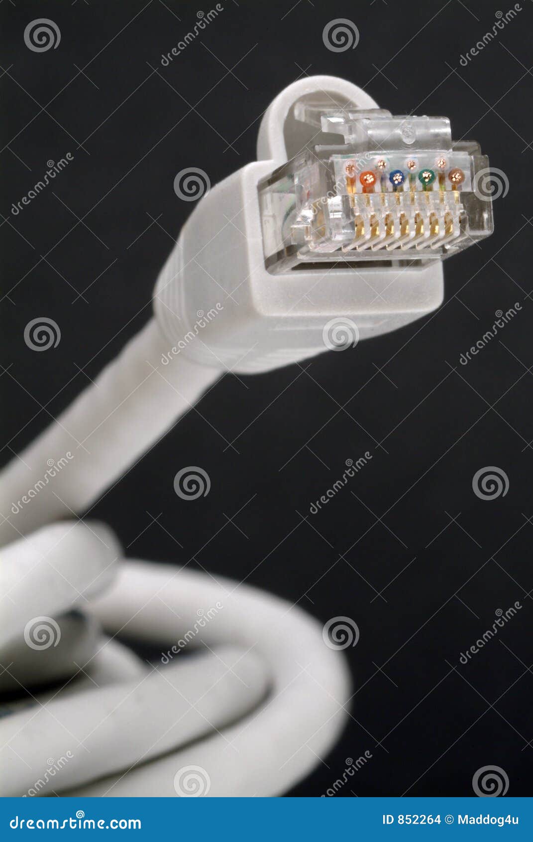 RJ45 Cable End stock photo. Image of network, snake, macro - 852264