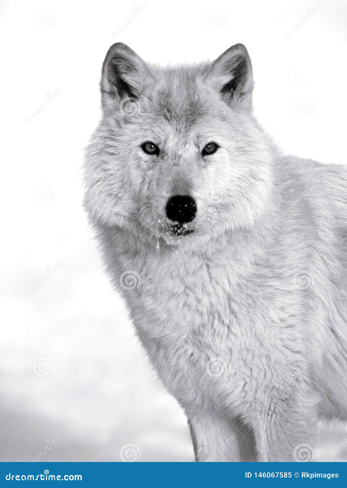 Beautiful Arctic Wolf stock image. Image of wolves, watching - 146067585