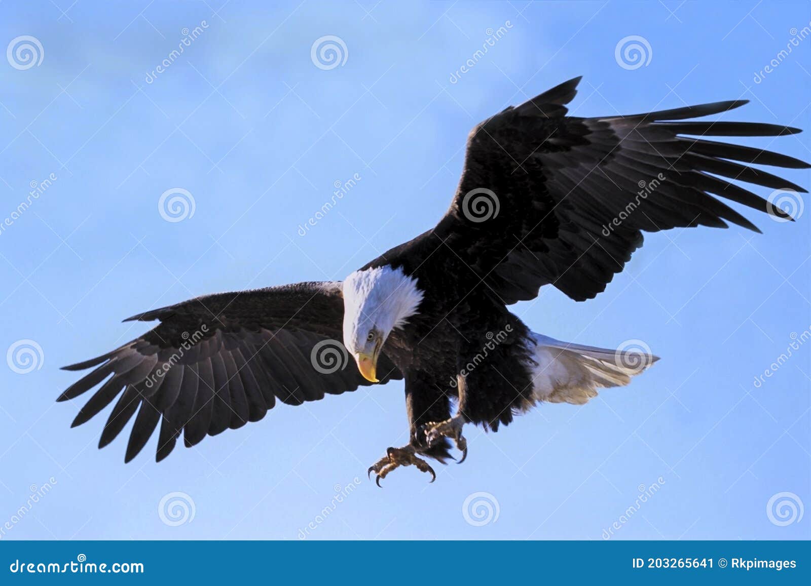 Bald Eagle in Flight Hunting, Talons Extended for a Catch. Stock Image ...