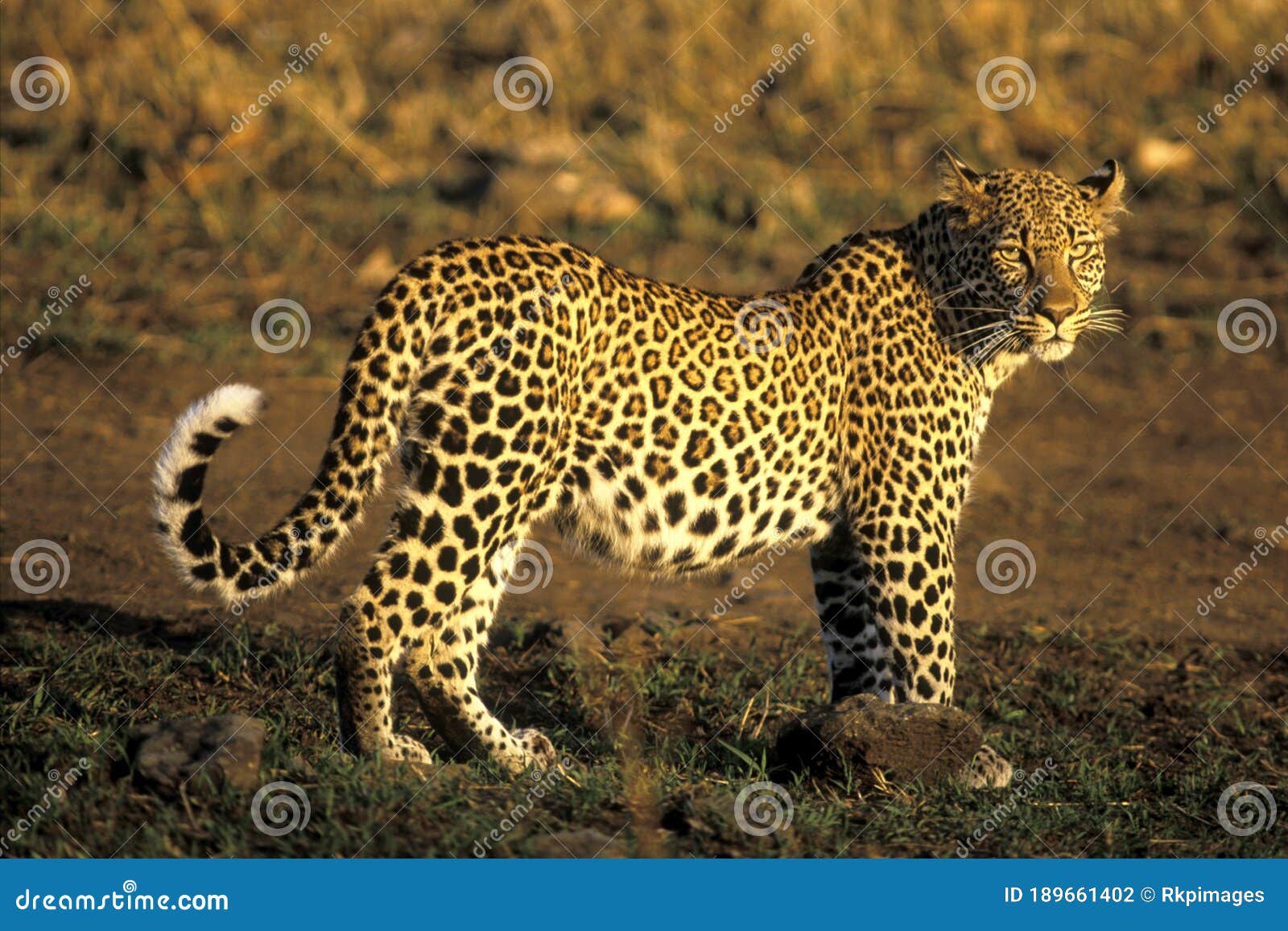 African Leopard in Savannah, Watching, Stock Photo - Image of closeup ...