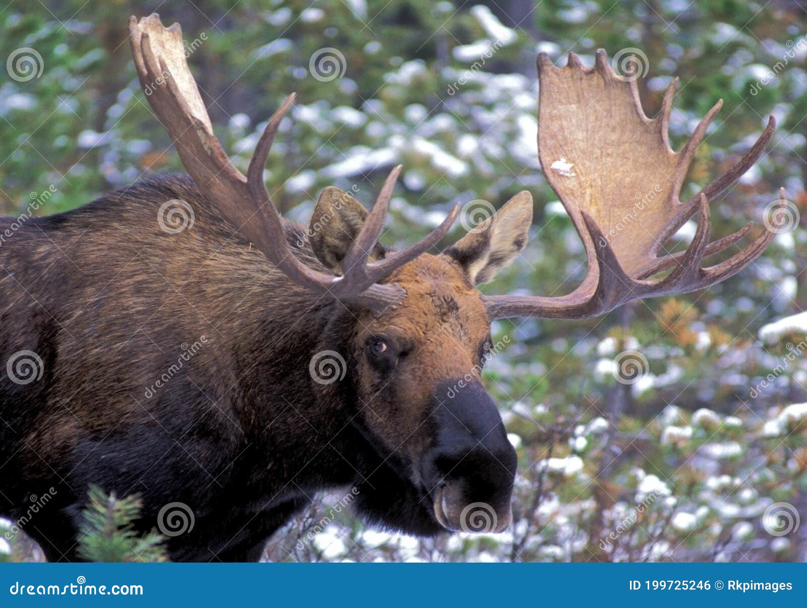 Moose Male with Big Antlers in the Winter Forest, Closeup. Stock Photo ...
