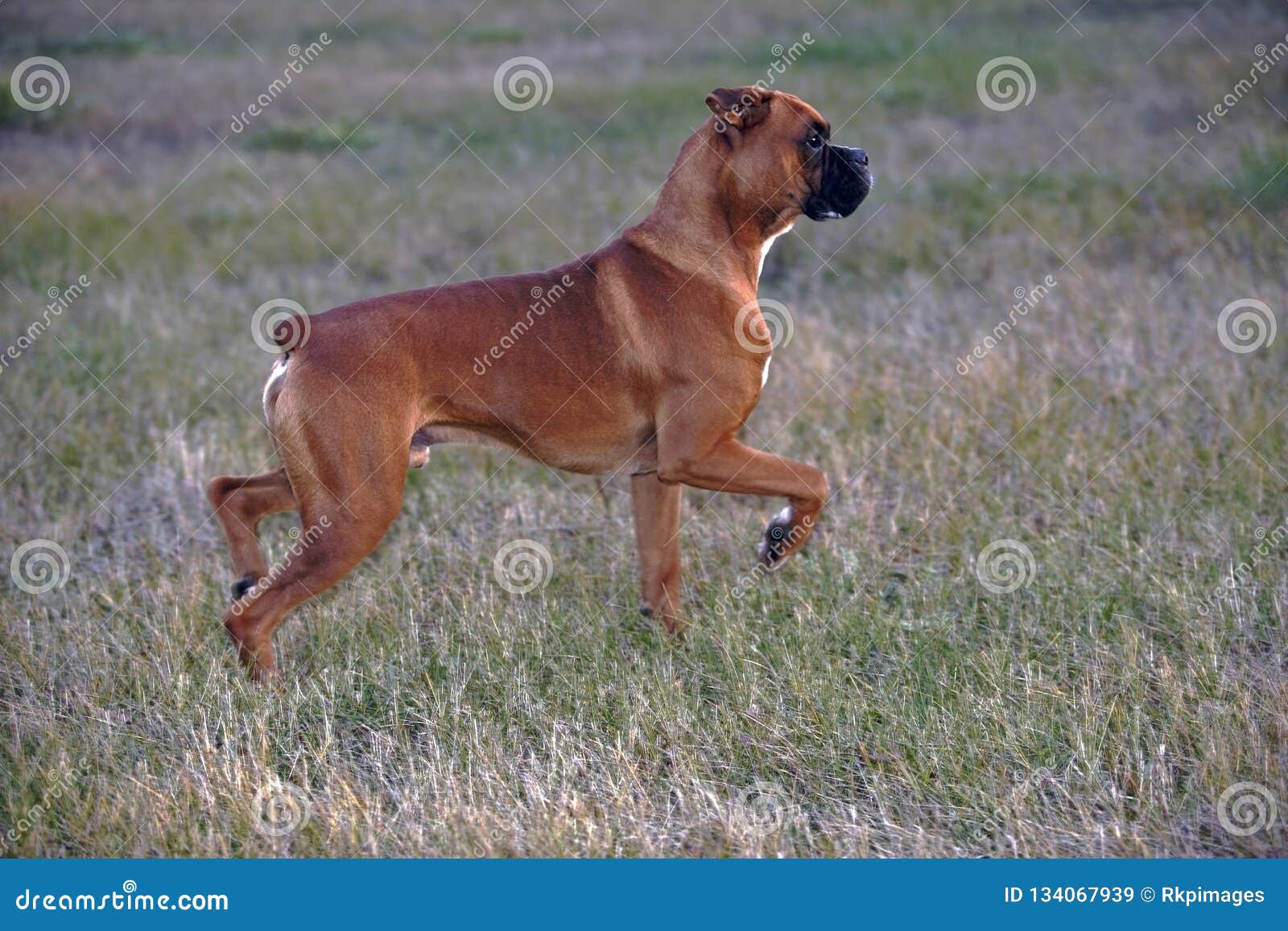 Beautiful Boxer Dog Standing in Grass, Alert, Profile View. Stock Image ...
