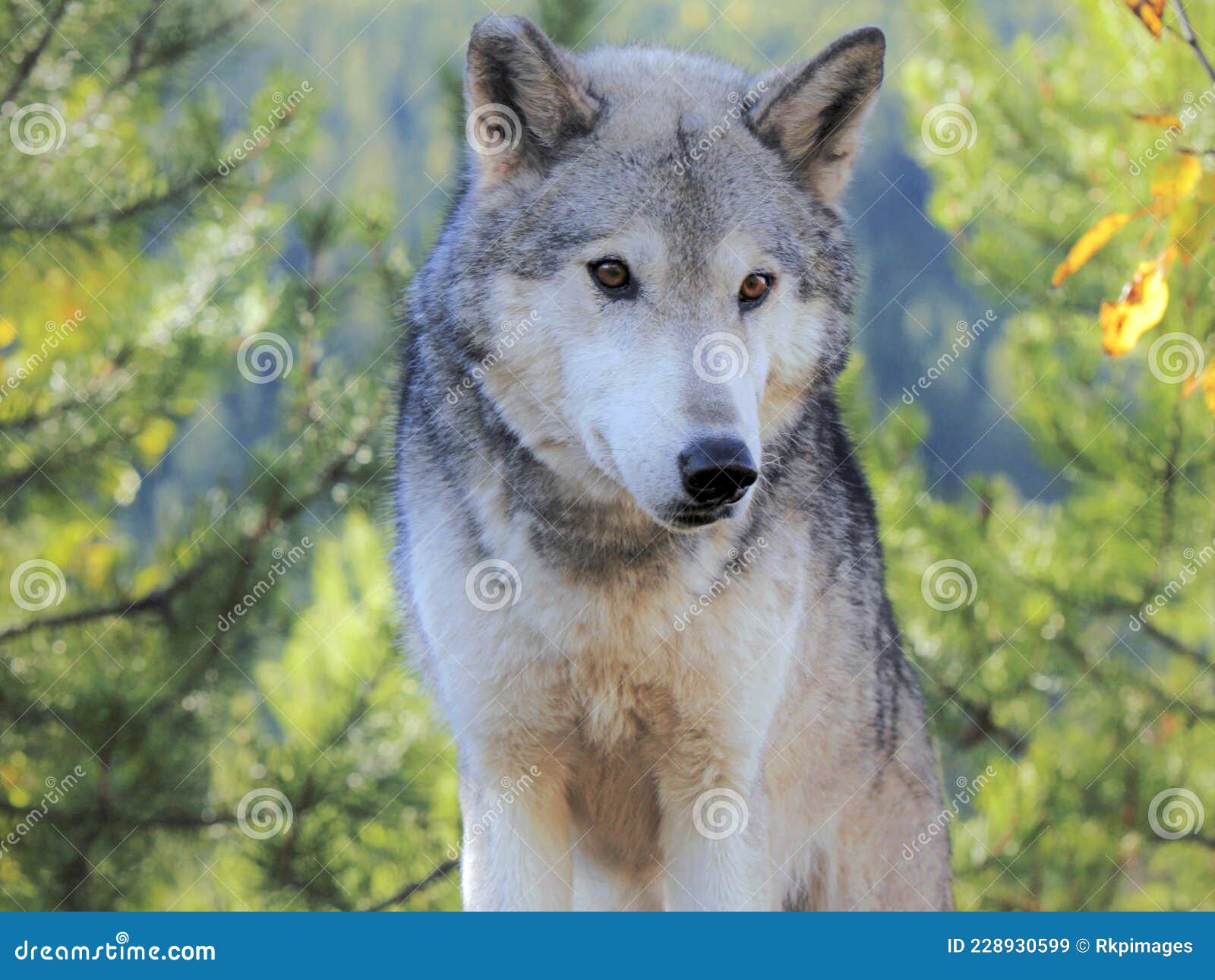 Gray Wolf in the Forest, Portrait Closeup. Stock Image - Image of ...