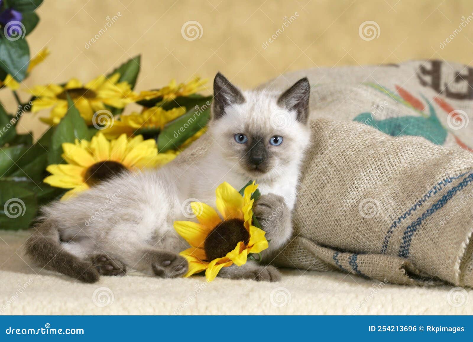 Siamese Kitten in House Playing, Looking at Camera Stock Photo - Image ...