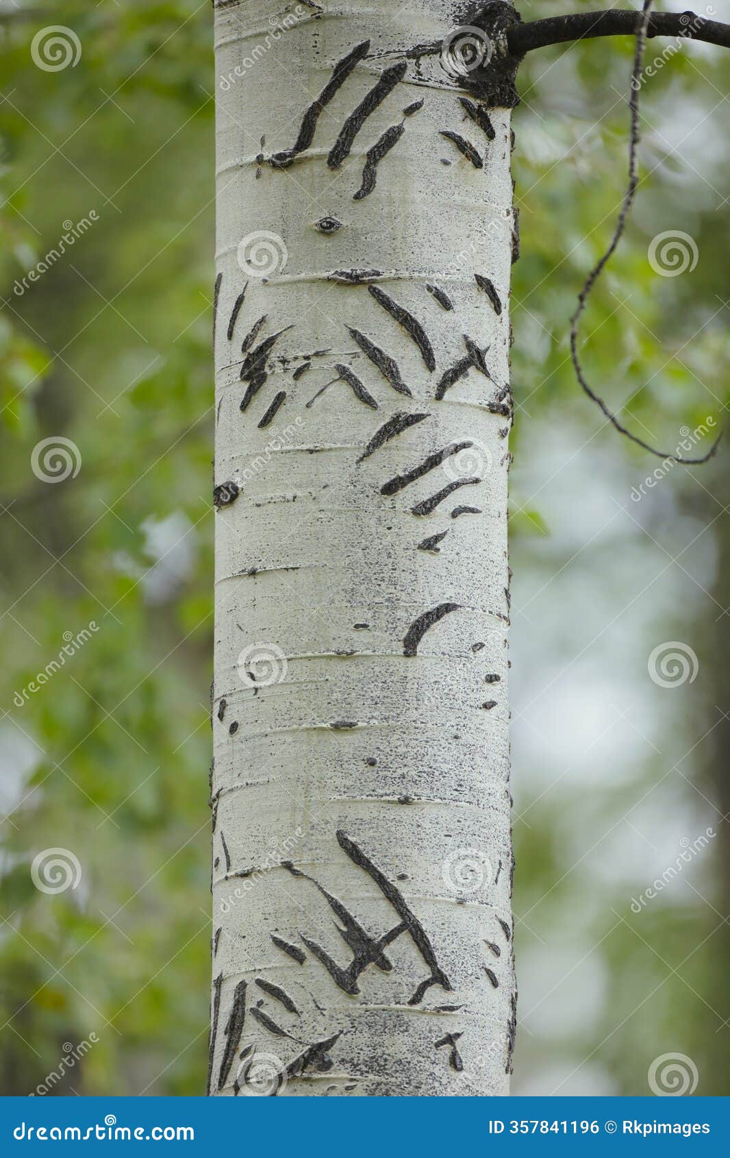 Bear Claw Marks on Aspen Tree Trunk. Stock Photo - Image of markings ...