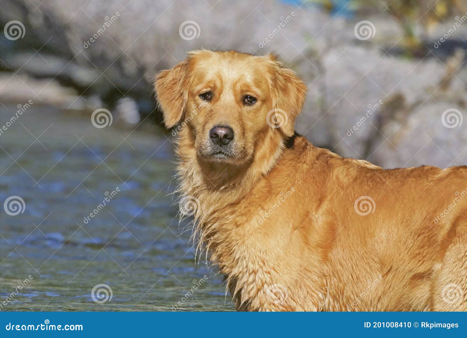 Closeup Portrait of Golden Retriever Standing in Water, Looking Back ...