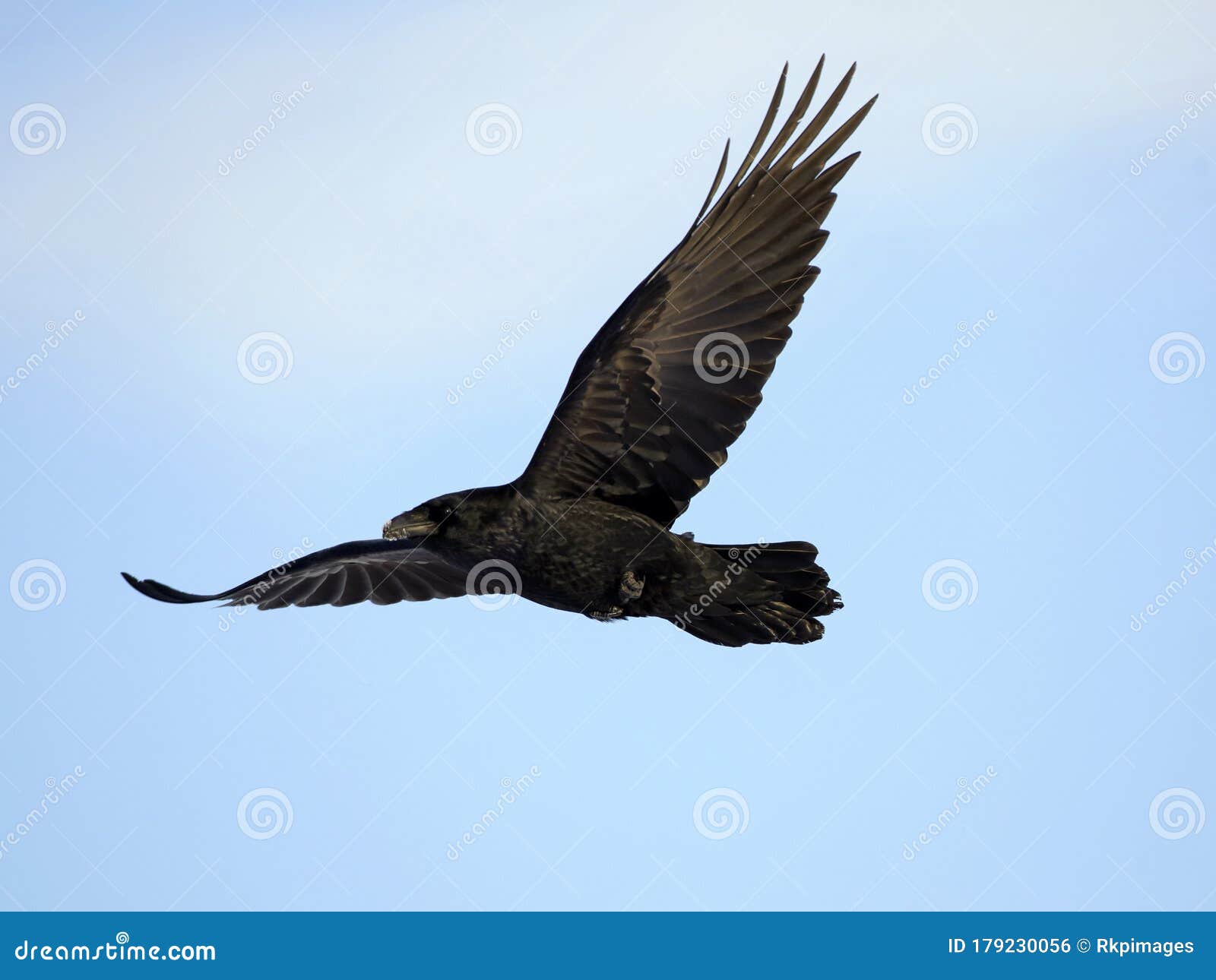 American Crow in Flight Corvus Brachyrhynchos Stock Photo - Image of ...