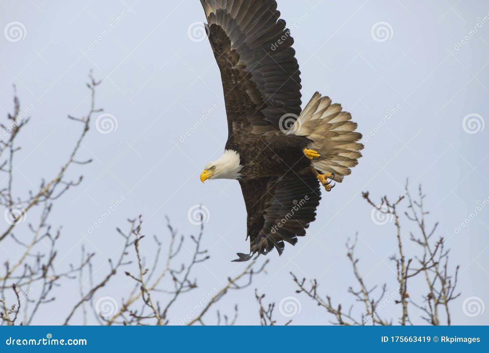Bald Eagle in Flight Over Trees, Hunting. Stock Image - Image of action ...