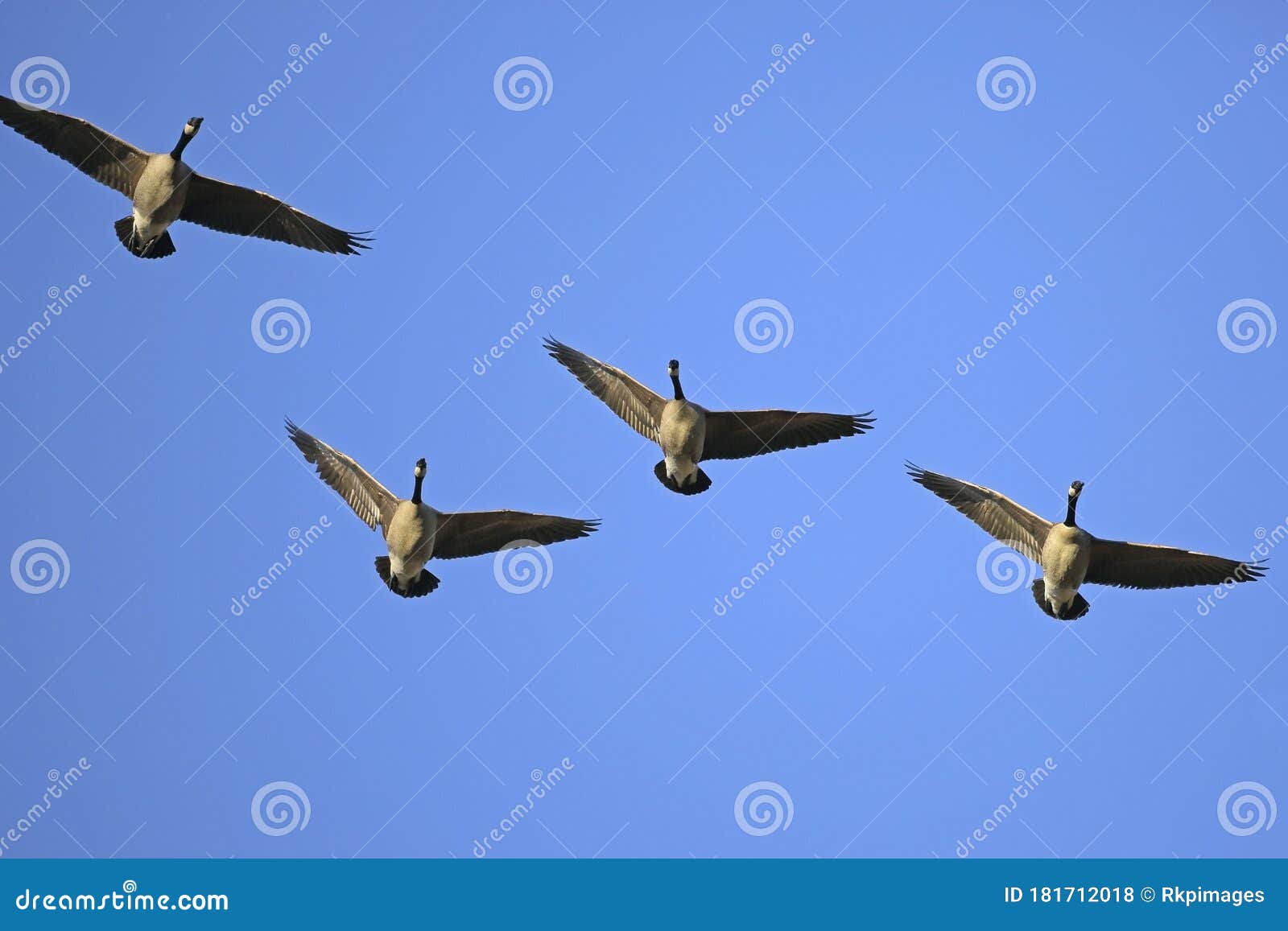 Four Canada Geese Flying Together on Blue Sky, Migrating North To ...