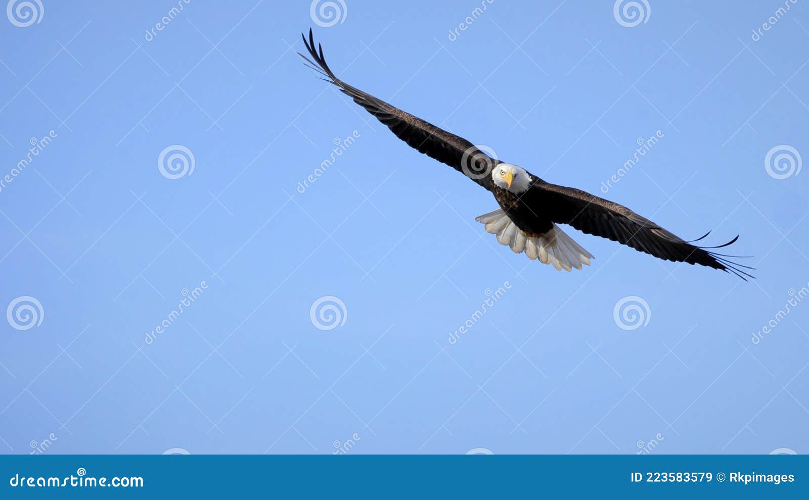 Beautiful Bald Eagle on Light Blue Sky Flying Towards Camera. Stock ...