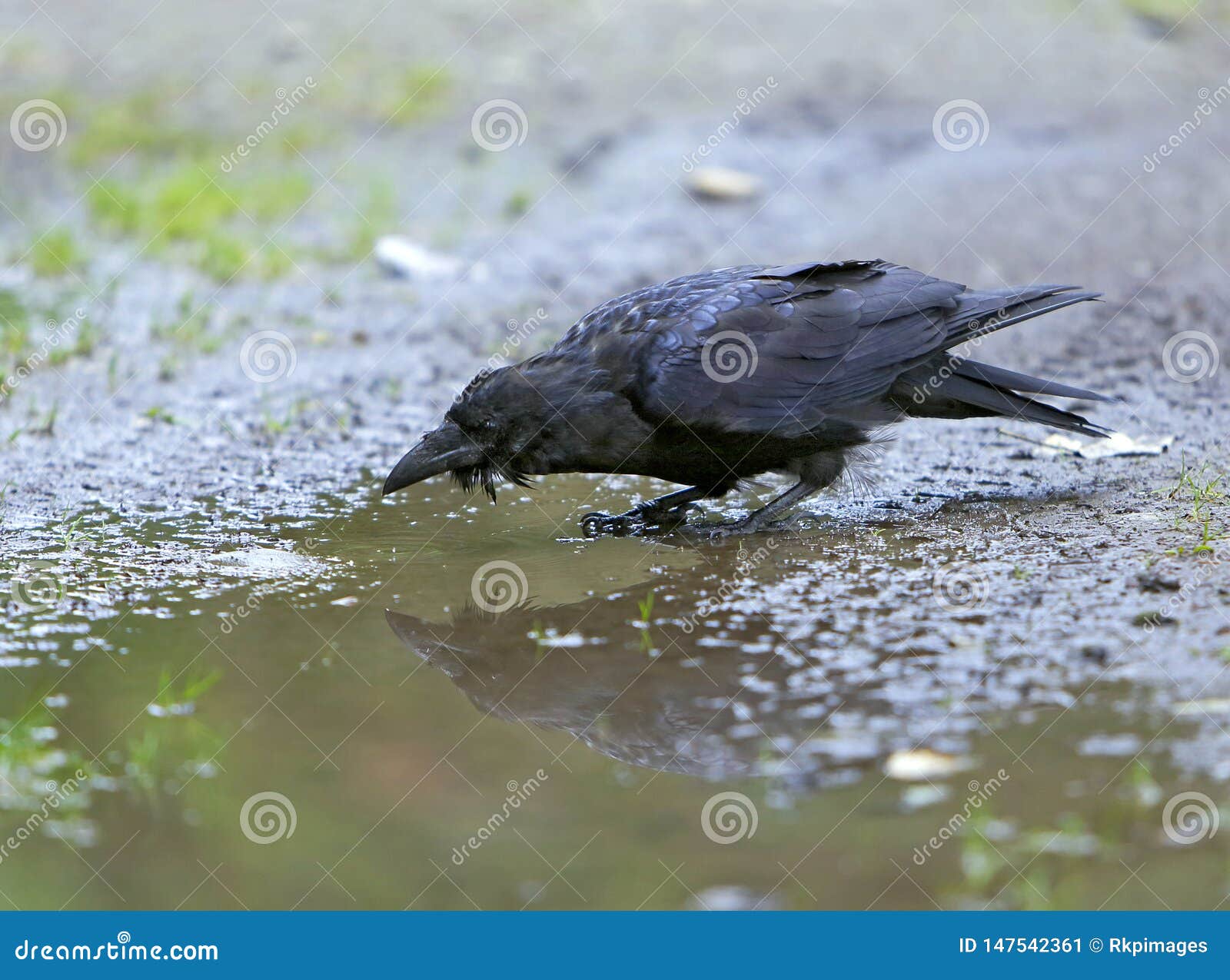 Raven having a drink. stock image. Image of reflecting - 147542361