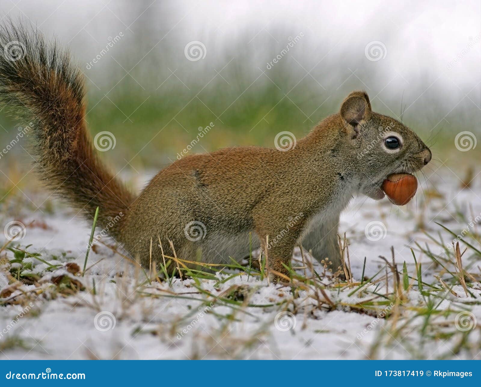 Alert Red Squirrel Holding Hazelnut Stock Image - Image of bushy ...