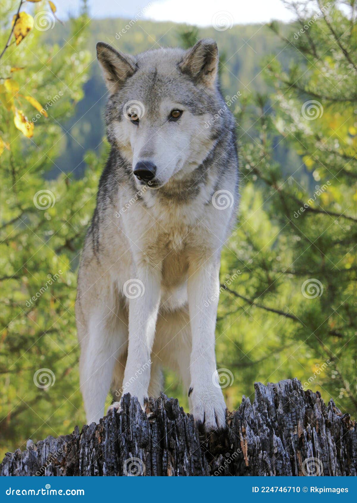 Canadian Timber Wolf Portrait in the Forest. Stock Photo - Image of ...