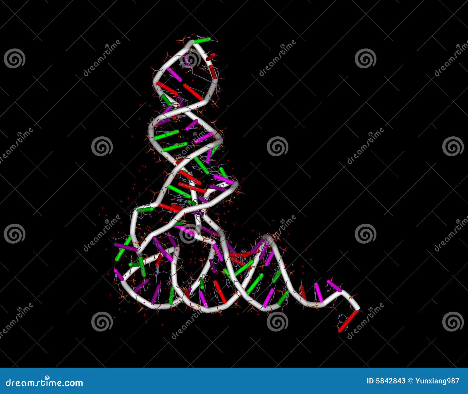 Transfer RNA TRNA Cartoon Vector | CartoonDealer.com #108126017