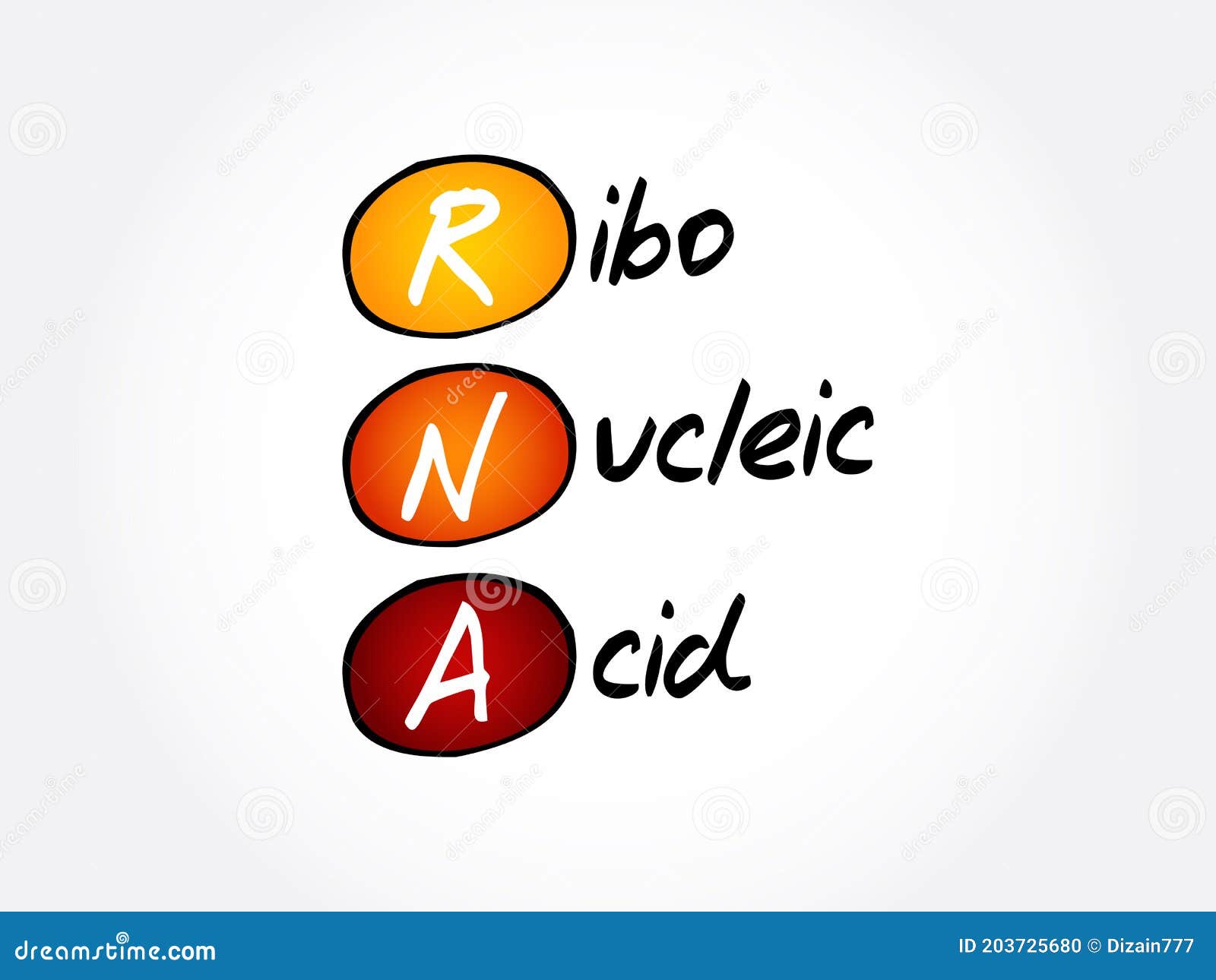Ribonucleic Acid Chain From Which The Deoxyribonucleic Acid Or DNA Is ...