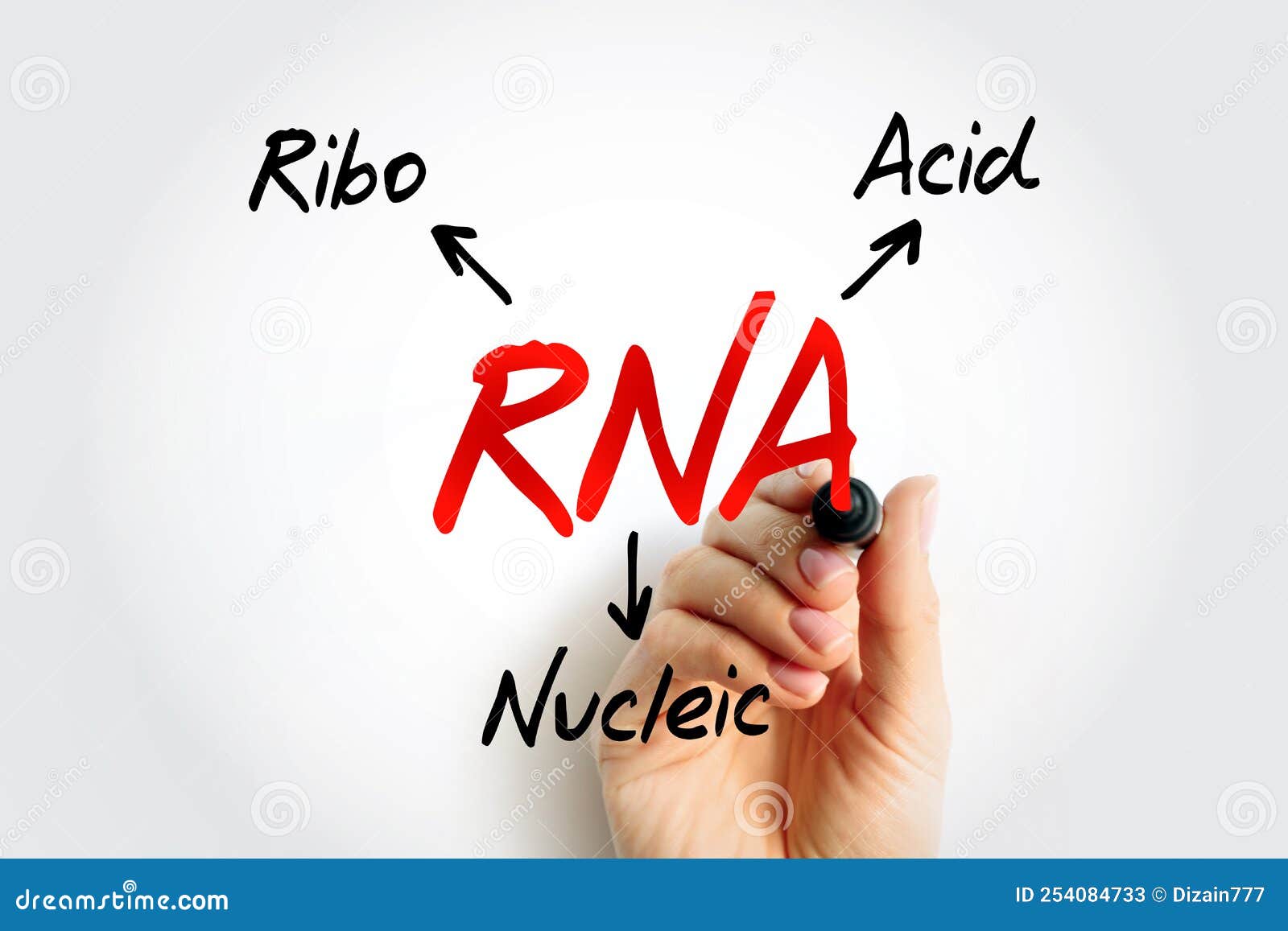 RNA Ribonucleic Acid - Polymeric Molecule Essential In Various ... RNA Ribonucleic Acid - Polymeric Molecule Essential In Various ...