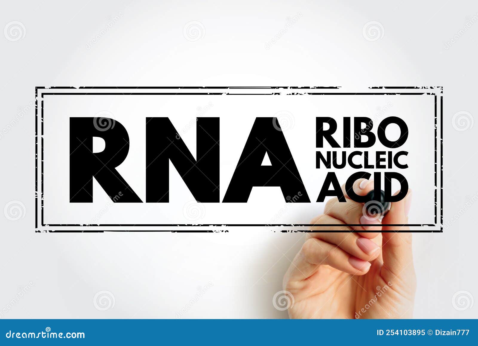 RNA Ribonucleic Acid - Polymeric Molecule Essential in Various ... RNA Ribonucleic Acid - Polymeric Molecule Essential in Various ...