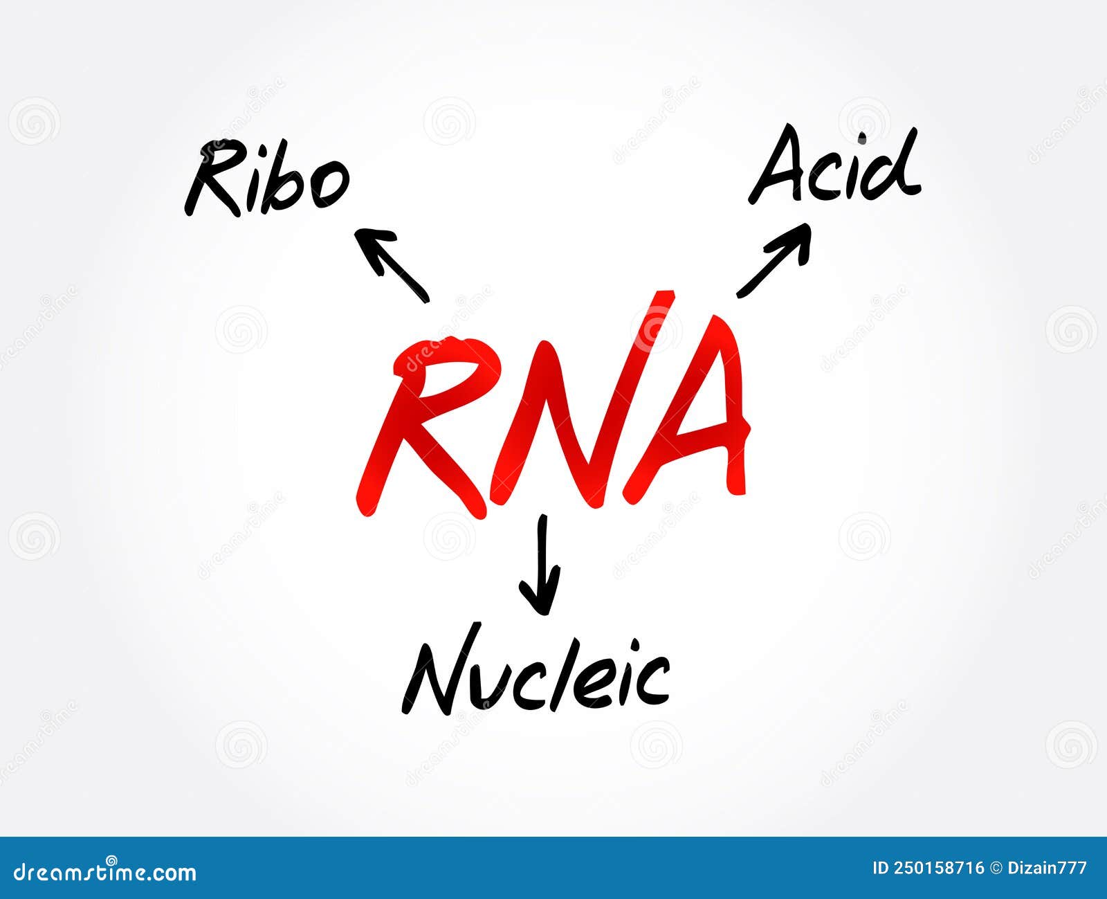 RNA Ribonucleic Acid - Polymeric Molecule Essential in Various ...