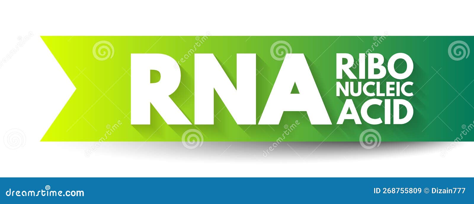 RNA Ribonucleic Acid - Polymeric Molecule Essential In Various ... RNA Ribonucleic Acid - Polymeric Molecule Essential In Various ...