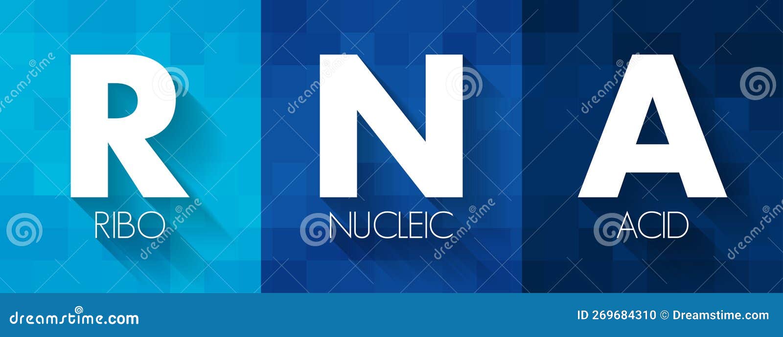 RNA Ribonucleic Acid - Polymeric Molecule Essential in Various ...