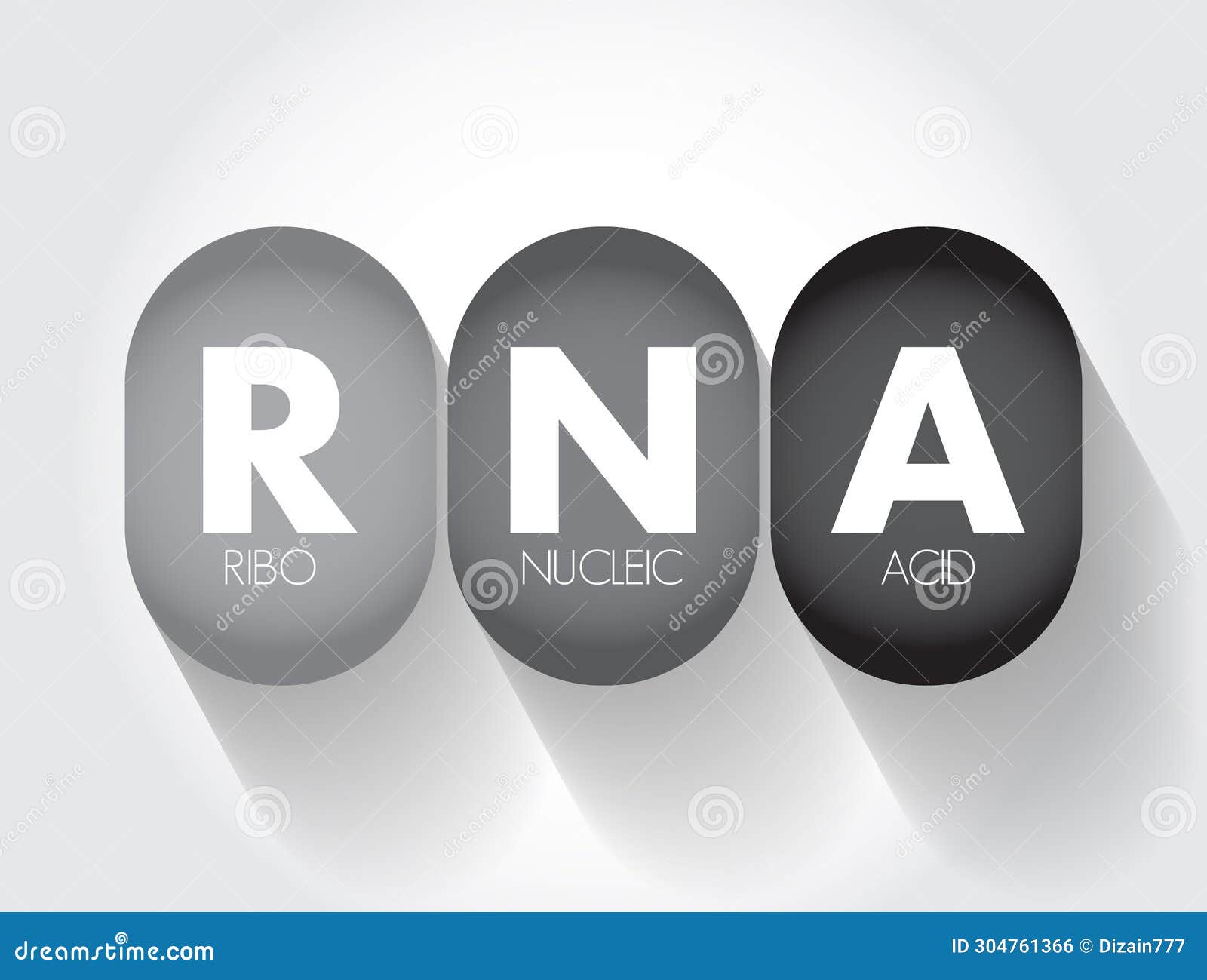 RNA Ribonucleic Acid - Polymeric Molecule Essential In Various ...
