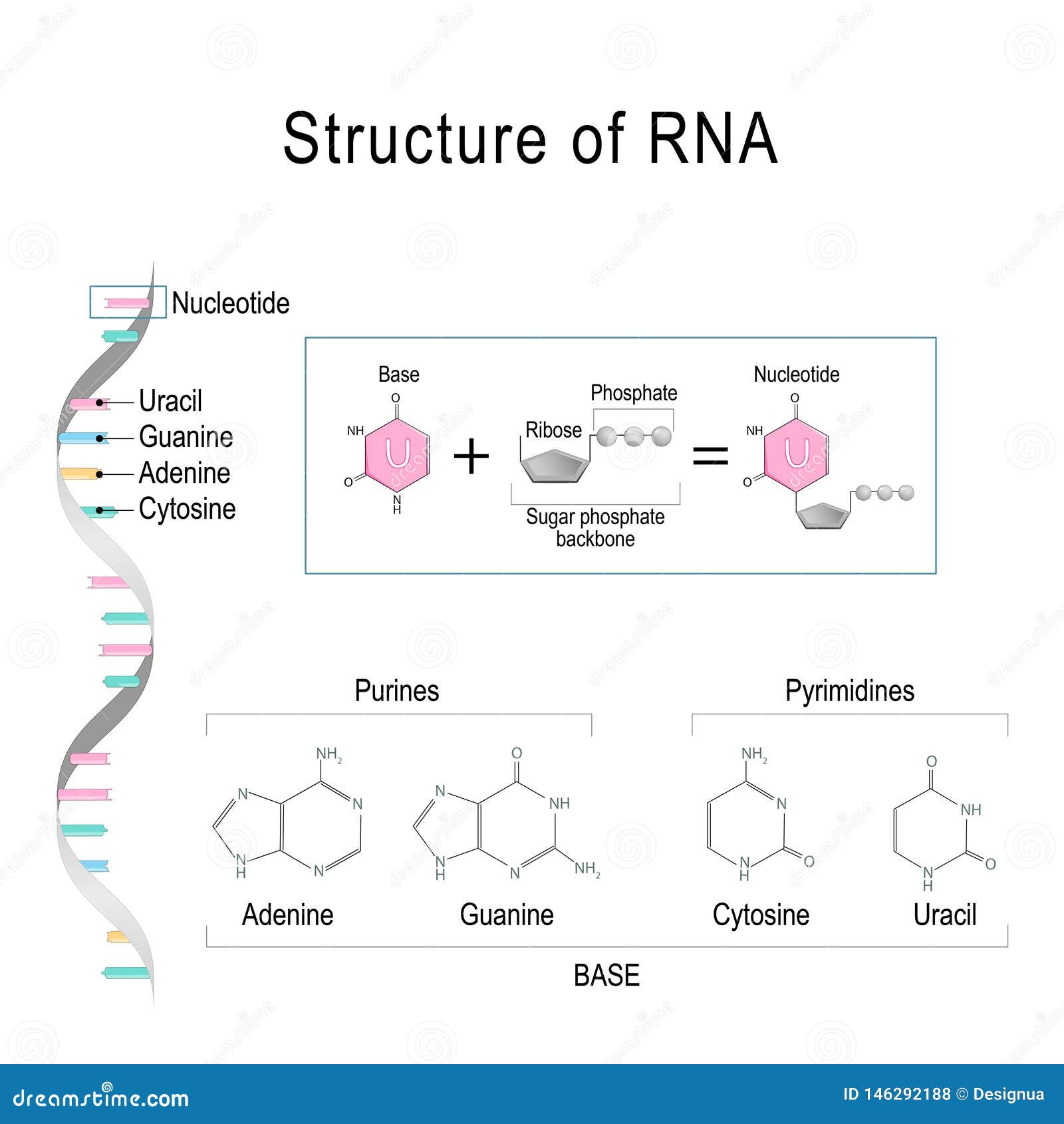 Rna Structure Adenine Cytosine Uracil Guanine Ribose Nucleotide