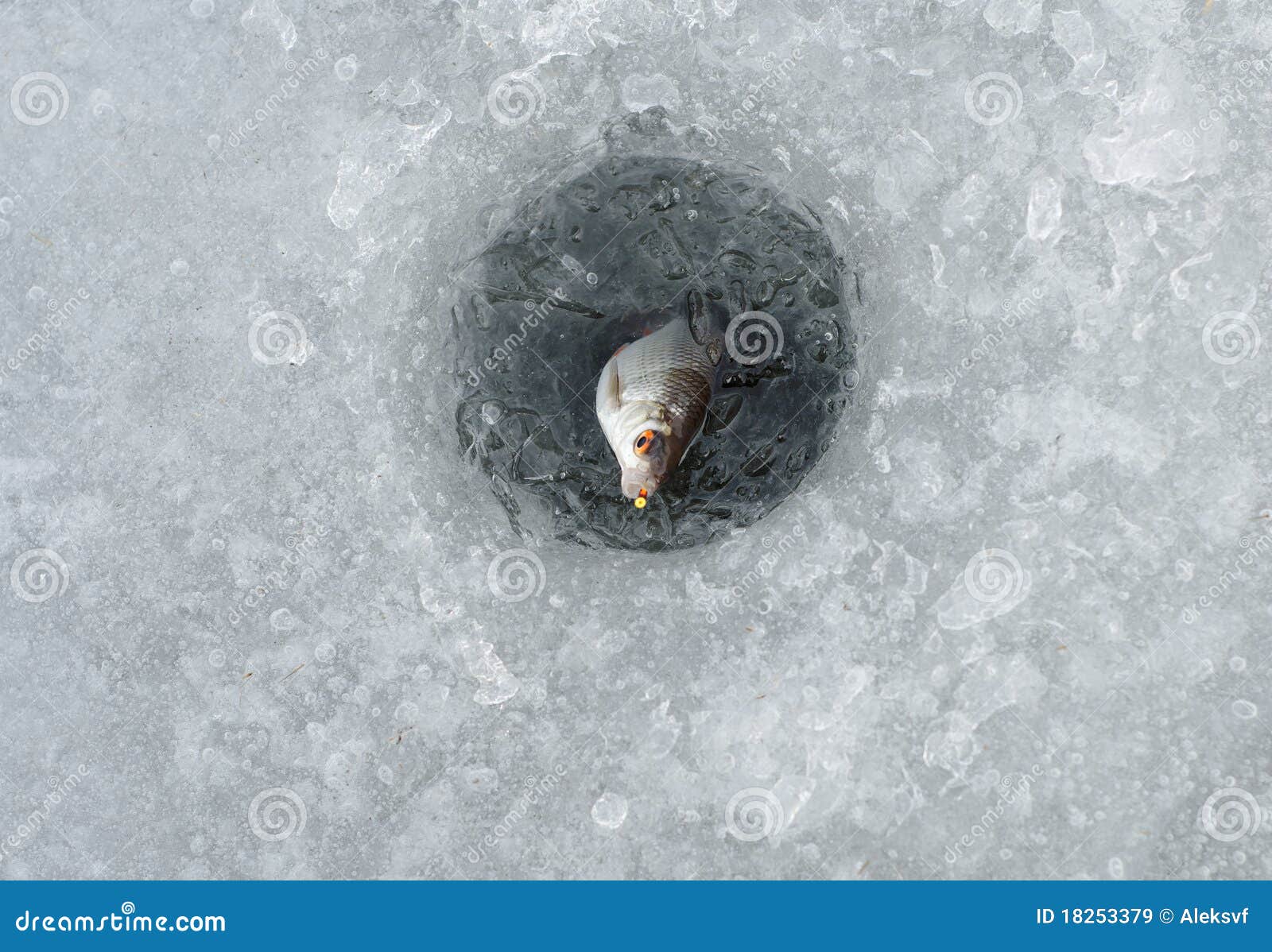 Roach stock image. Image of tackle, cool, catch, leisure - 18253379