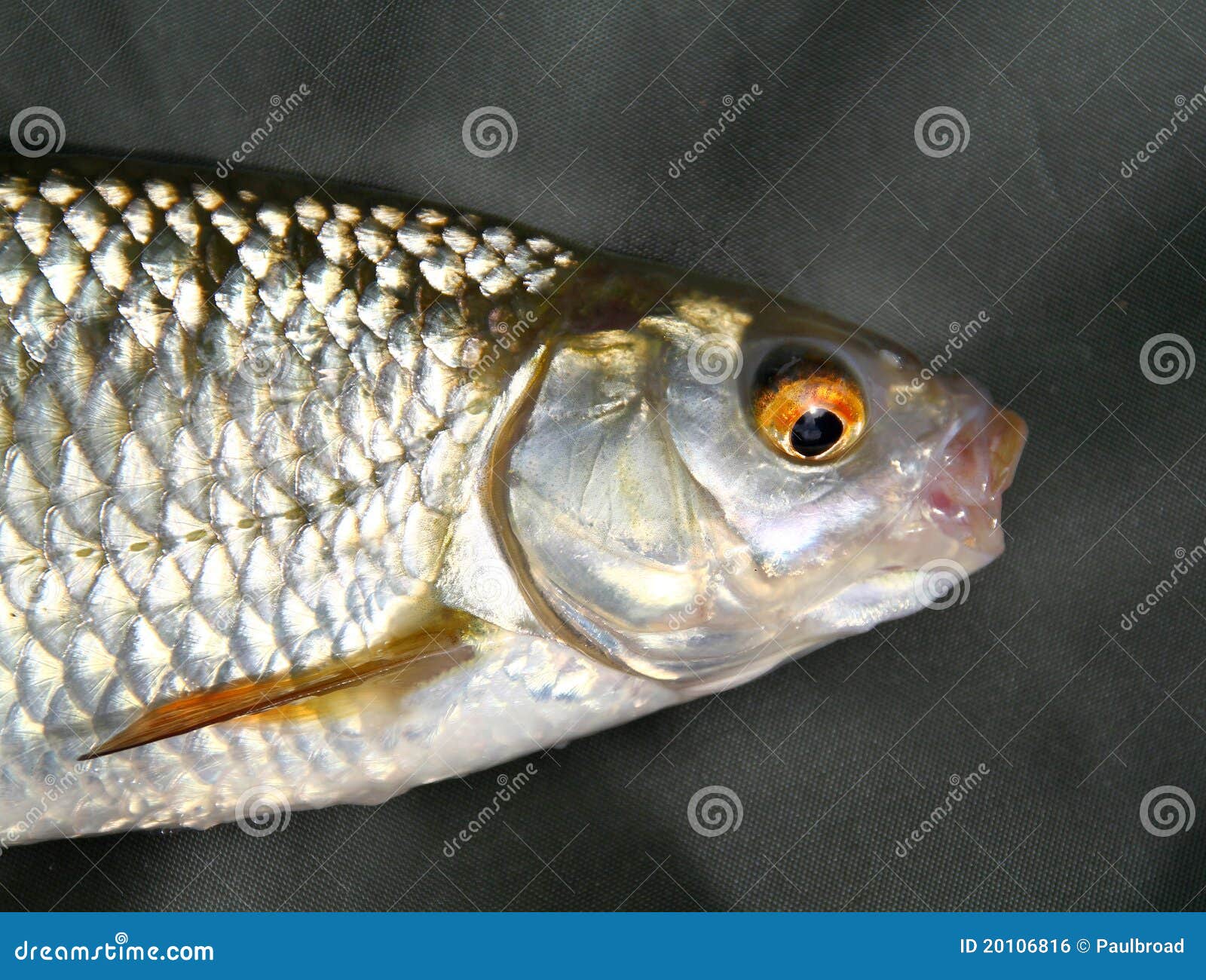 Roach. stock photo. Image of head, fish, fresh, roach - 20106816