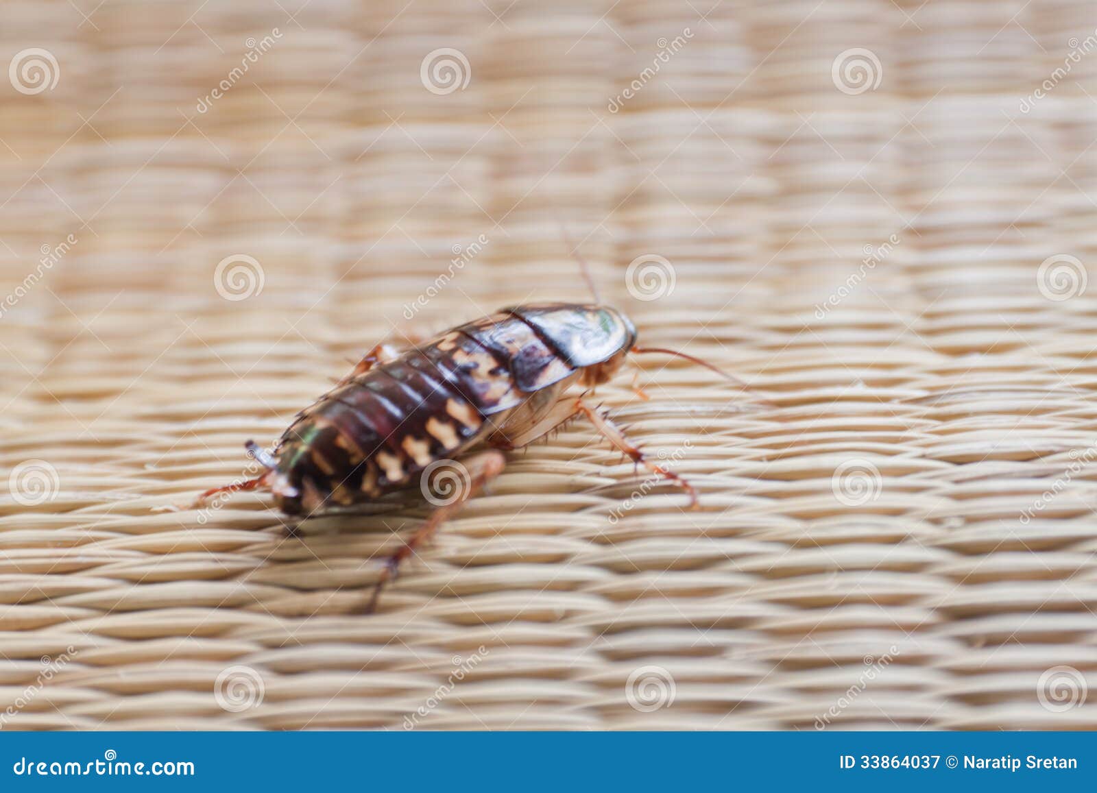 Turkestan Cockroach (Blatta Lateralis), Also Known As The Rusty Royalty ...