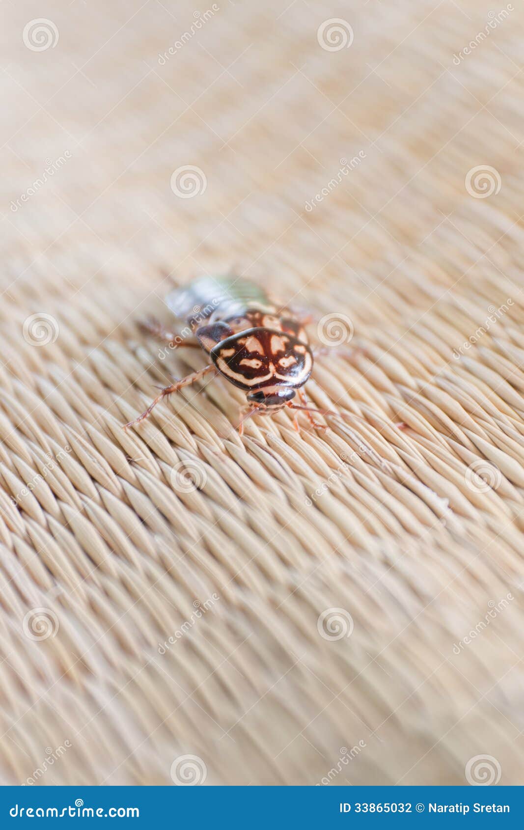 Turkestan Cockroach (Blatta Lateralis), Also Known As The Rusty Royalty ...