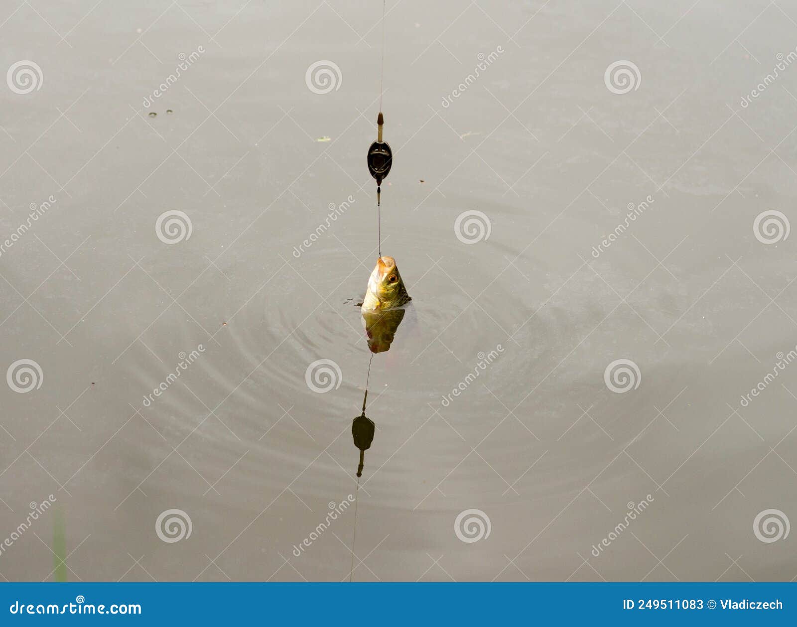 Roach Fish Being Caught and Pulled Out of the Water. Catching Fish ...