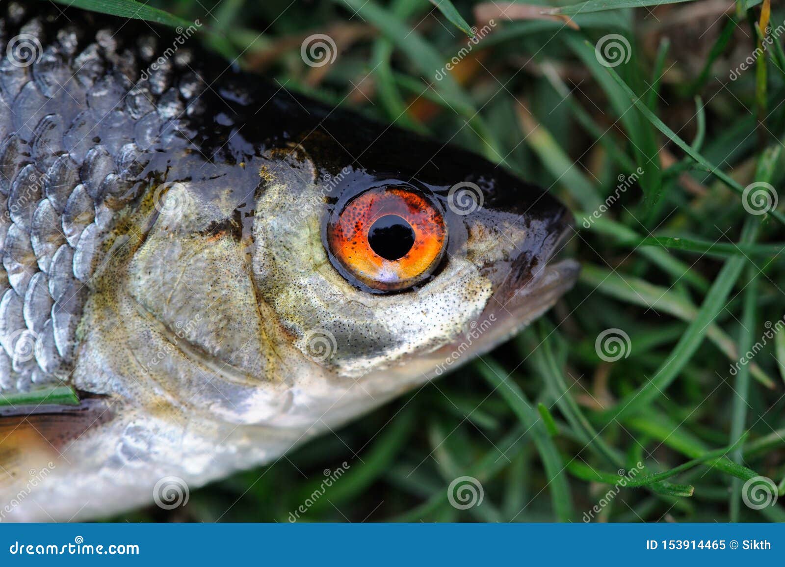 Roach Fish Close up stock image. Image of alive, fish - 153914465