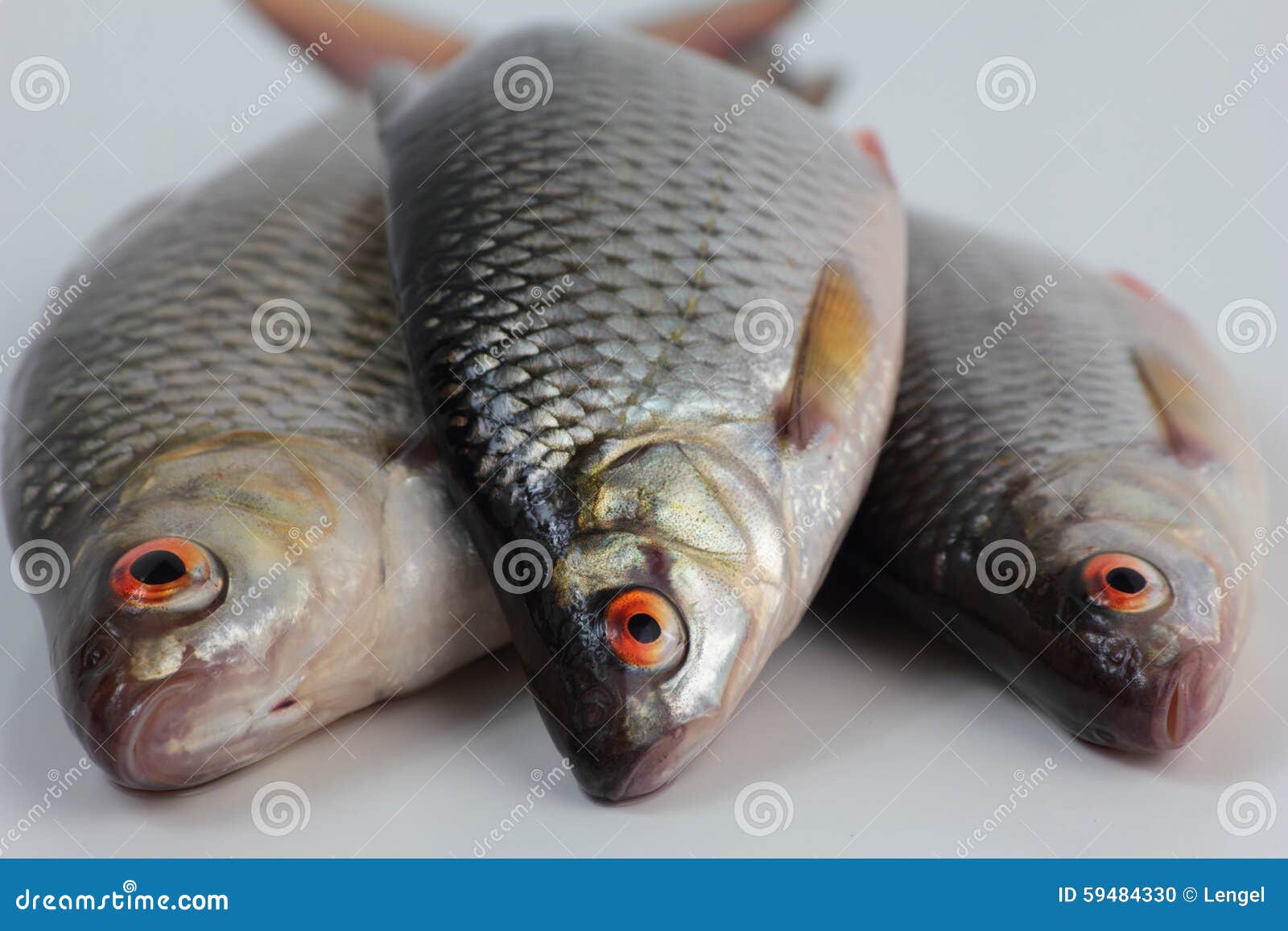 Roach fish. stock photo. Image of head, uncooked, fresh - 59484330