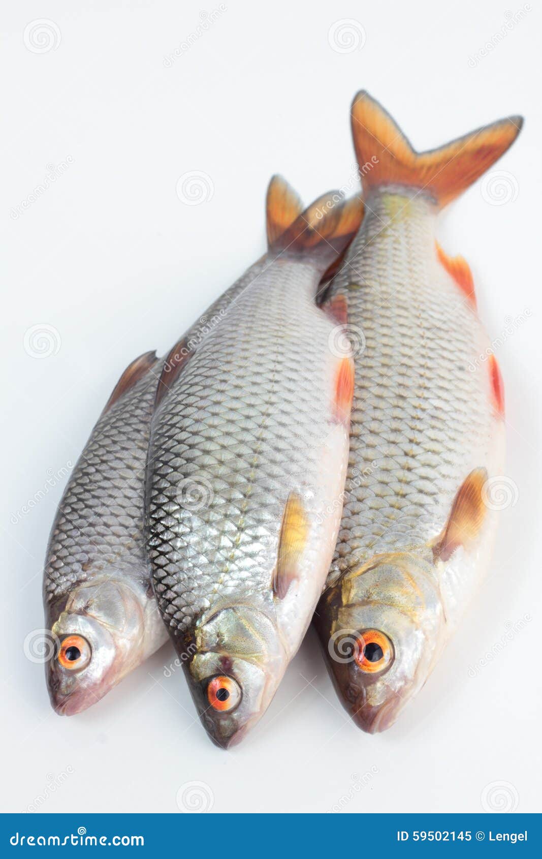 Roach fish. stock image. Image of freshwater, gourmet - 59502145