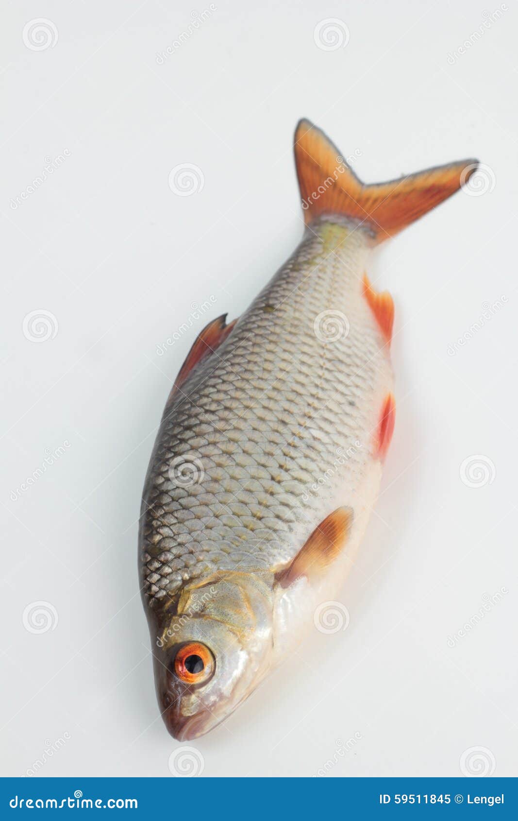 Roach Freshwater Fish Just Taken From The Water. Catching Freshwater ...