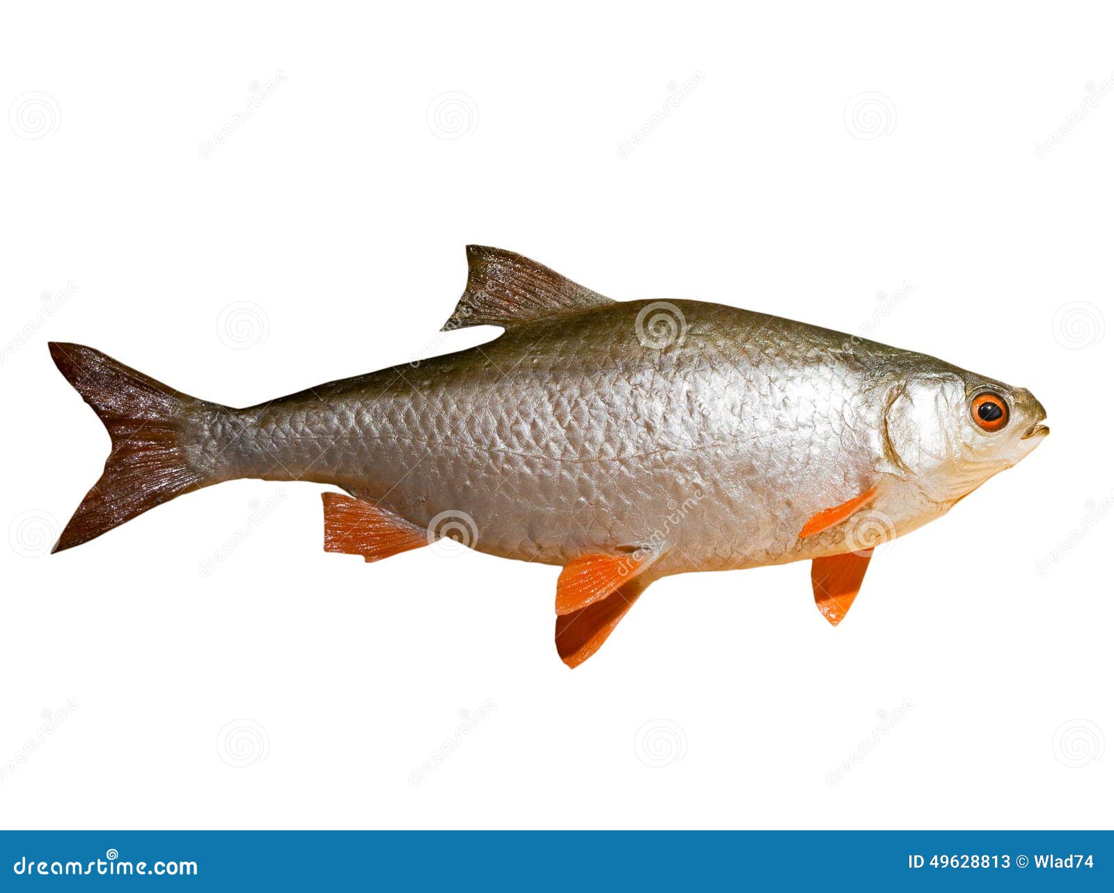 Roach Fish Isolated on White Background Stock Image - Image of roach ...