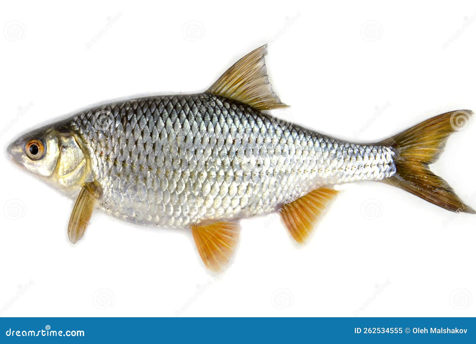 Roach Fish Isolated on a White Background Stock Image - Image of squama ...