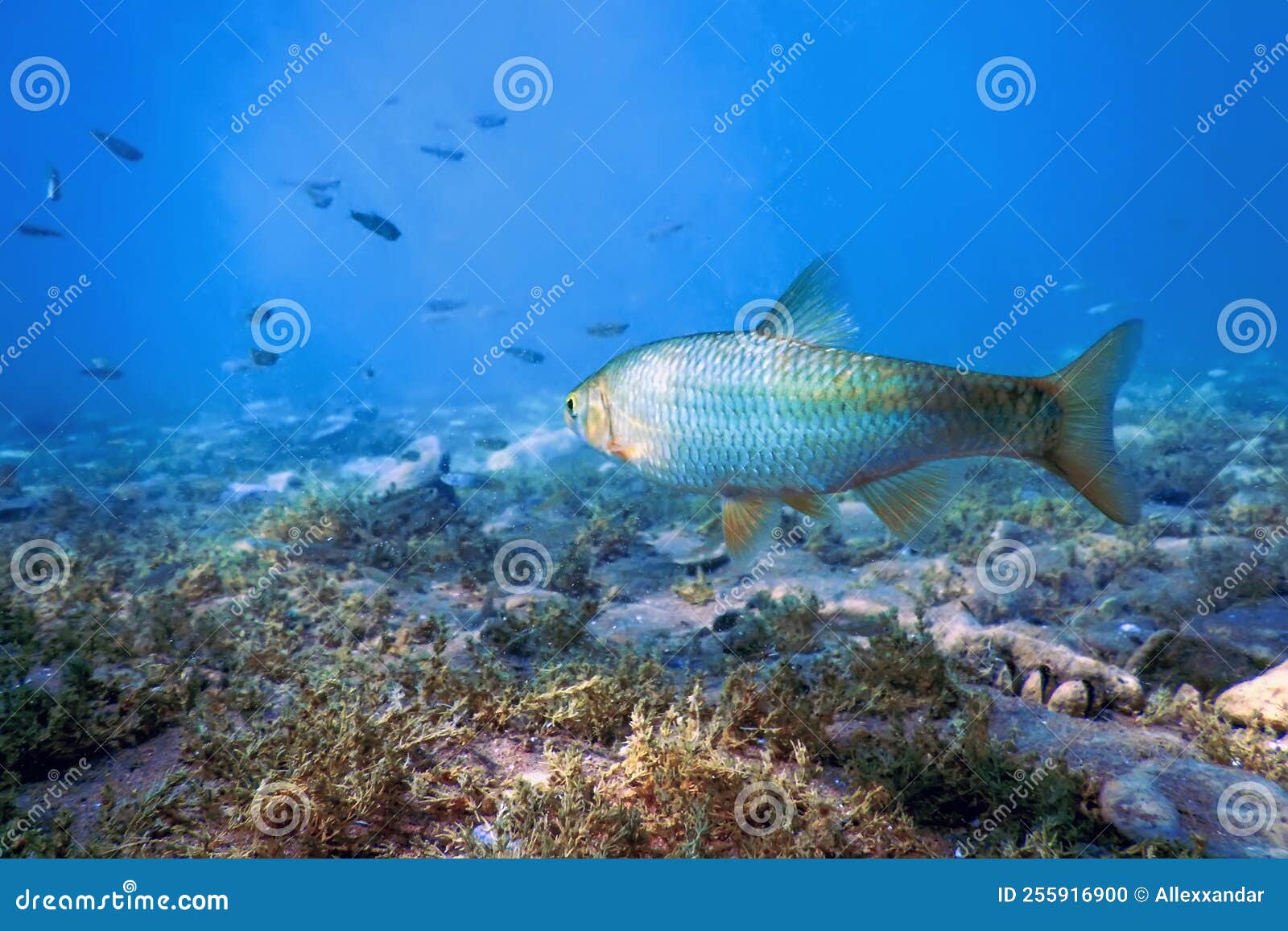 Roach Fish in Natural Habitat, Freshwater Fish Stock Photo - Image of ...