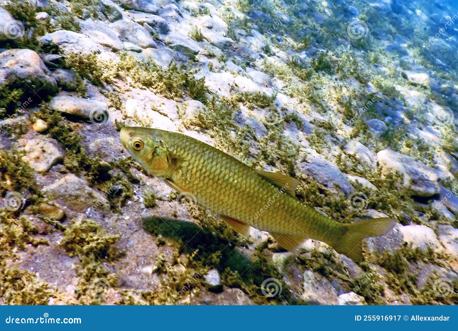 Roach Fish in Natural Habitat, Freshwater Fish Stock Image - Image of ...