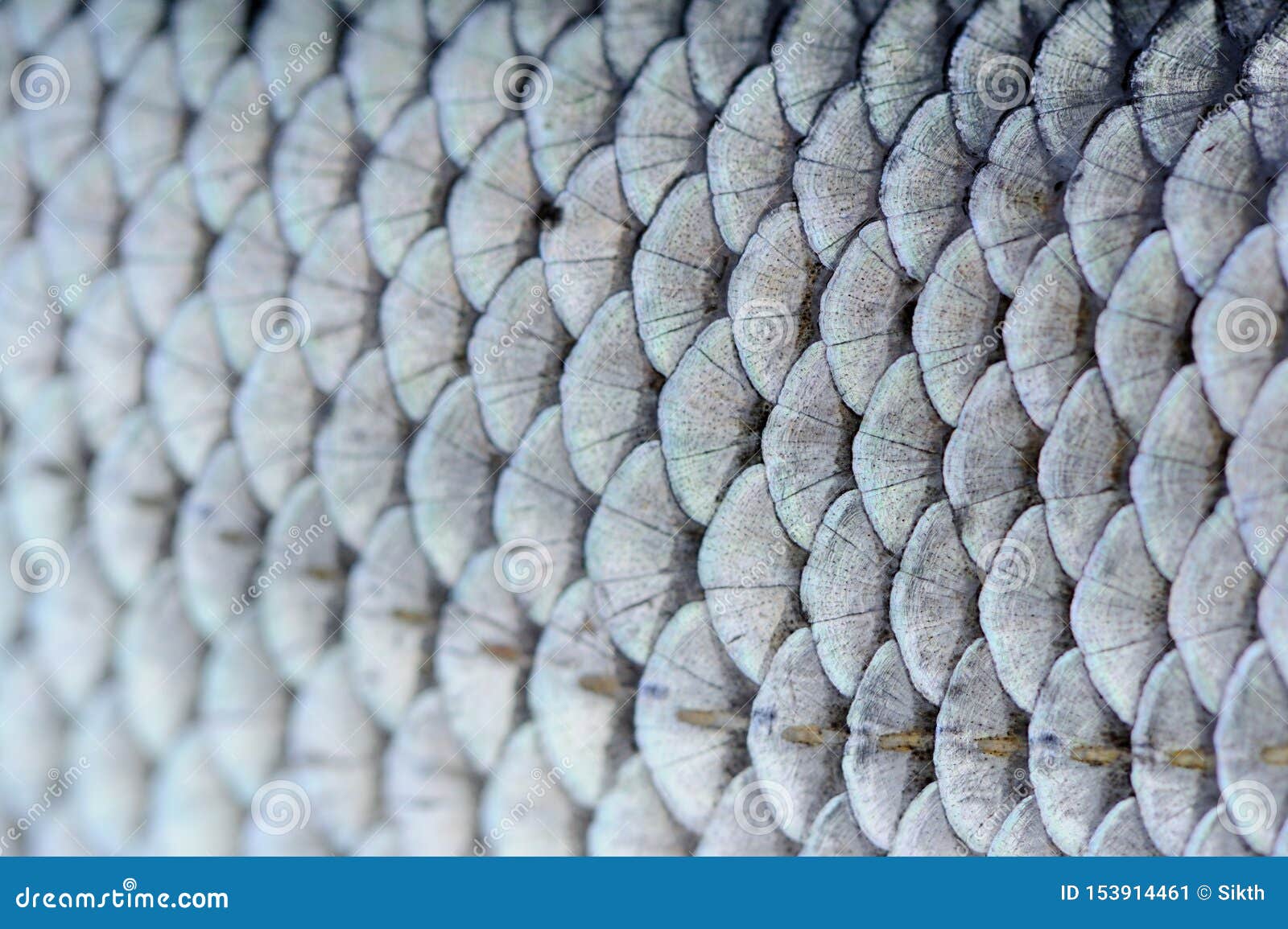 Roach Fish Scales Macro stock image. Image of creature - 153914461