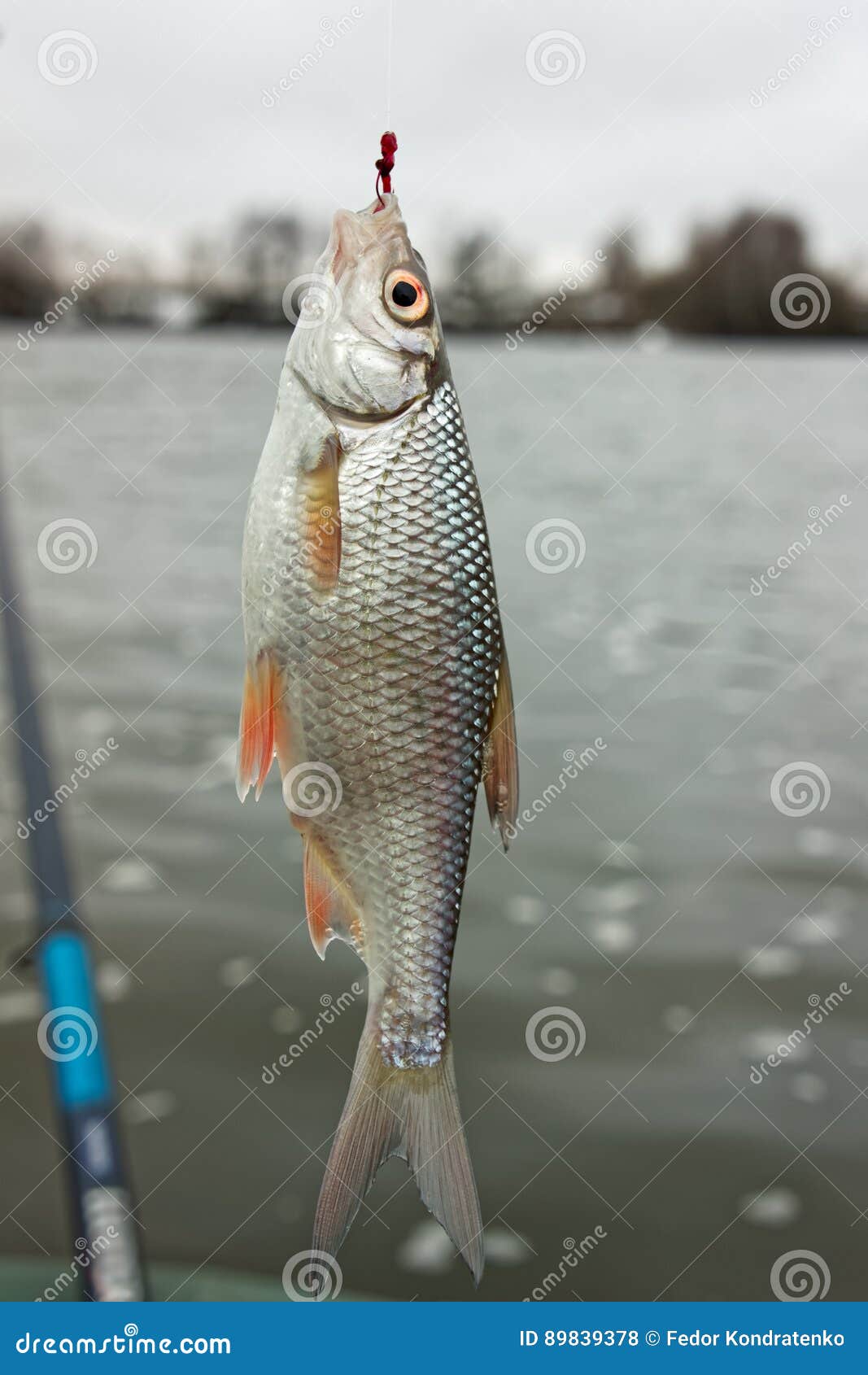 Roach on Hook, Float Fishing Stock Photo - Image of leisure, hobby ...