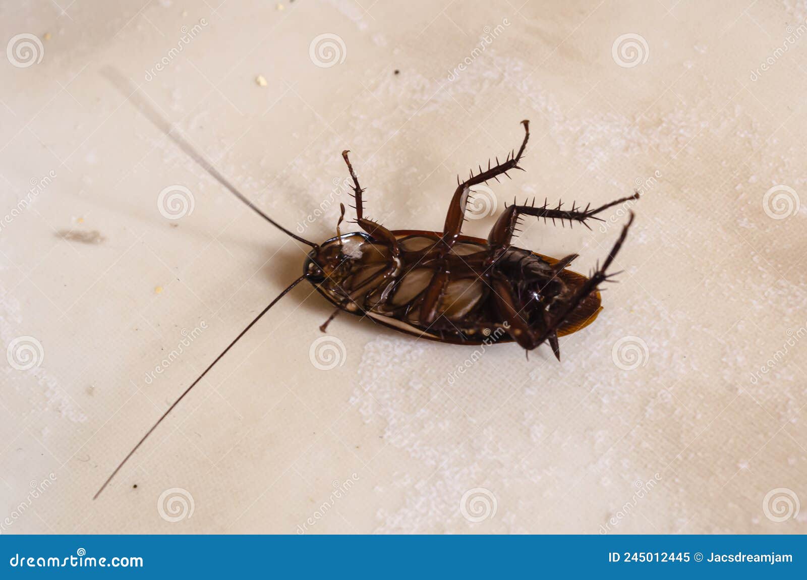 Roach on Its Back stock image. Image of feet, animals - 245012445