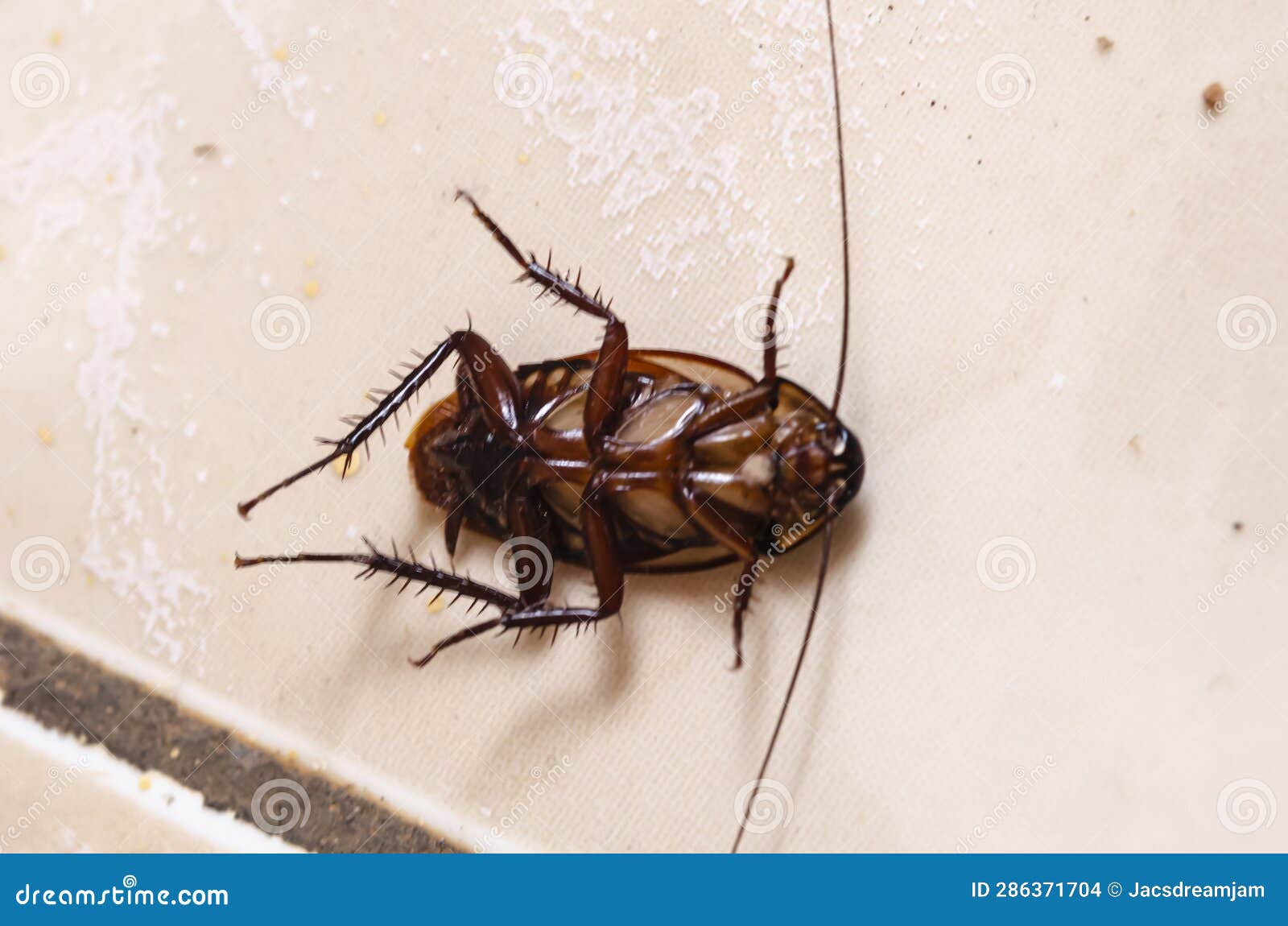 Roach on Its Back stock photo. Image of roach, isolated - 286371704