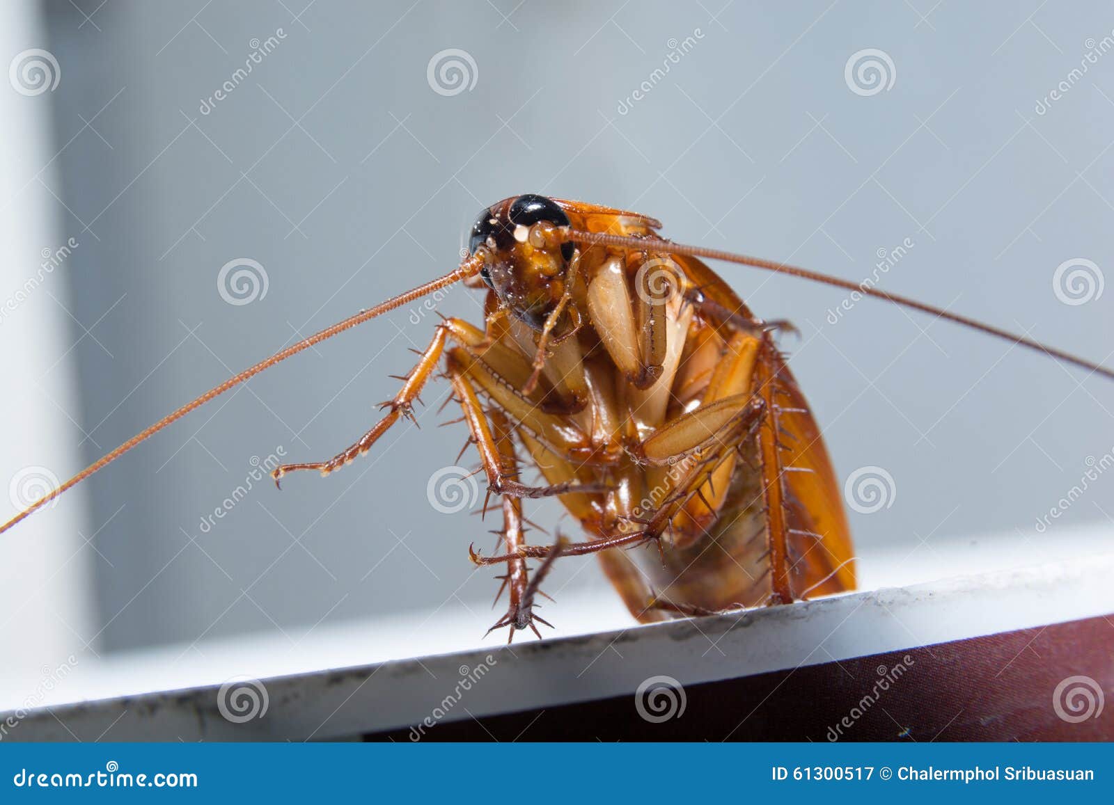 Roach life stock image. Image of antenna, close, creature - 61300517